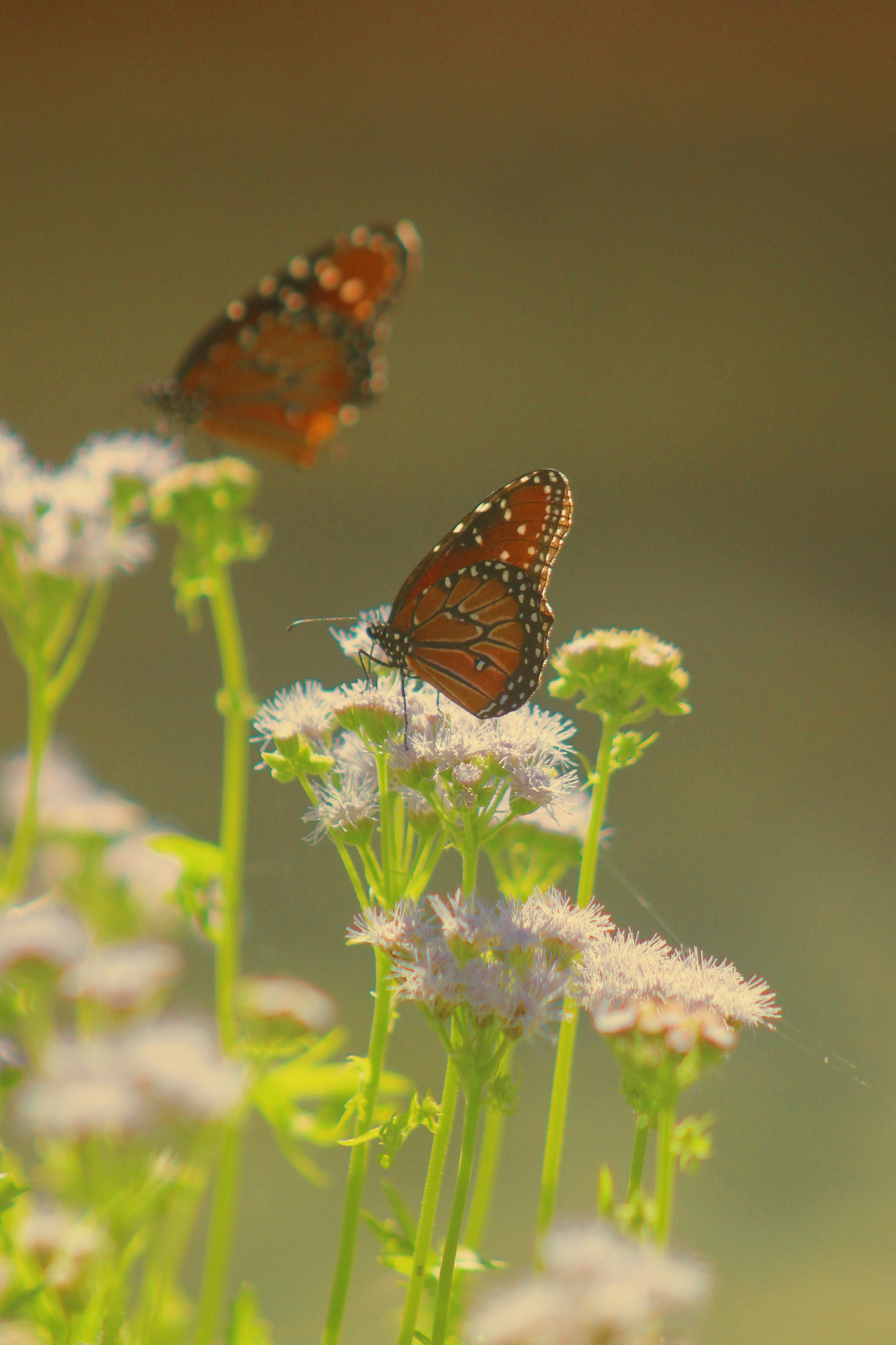 Bugs Texter Photos, Download The BEST Free Bugs Texter Stock Photos ...