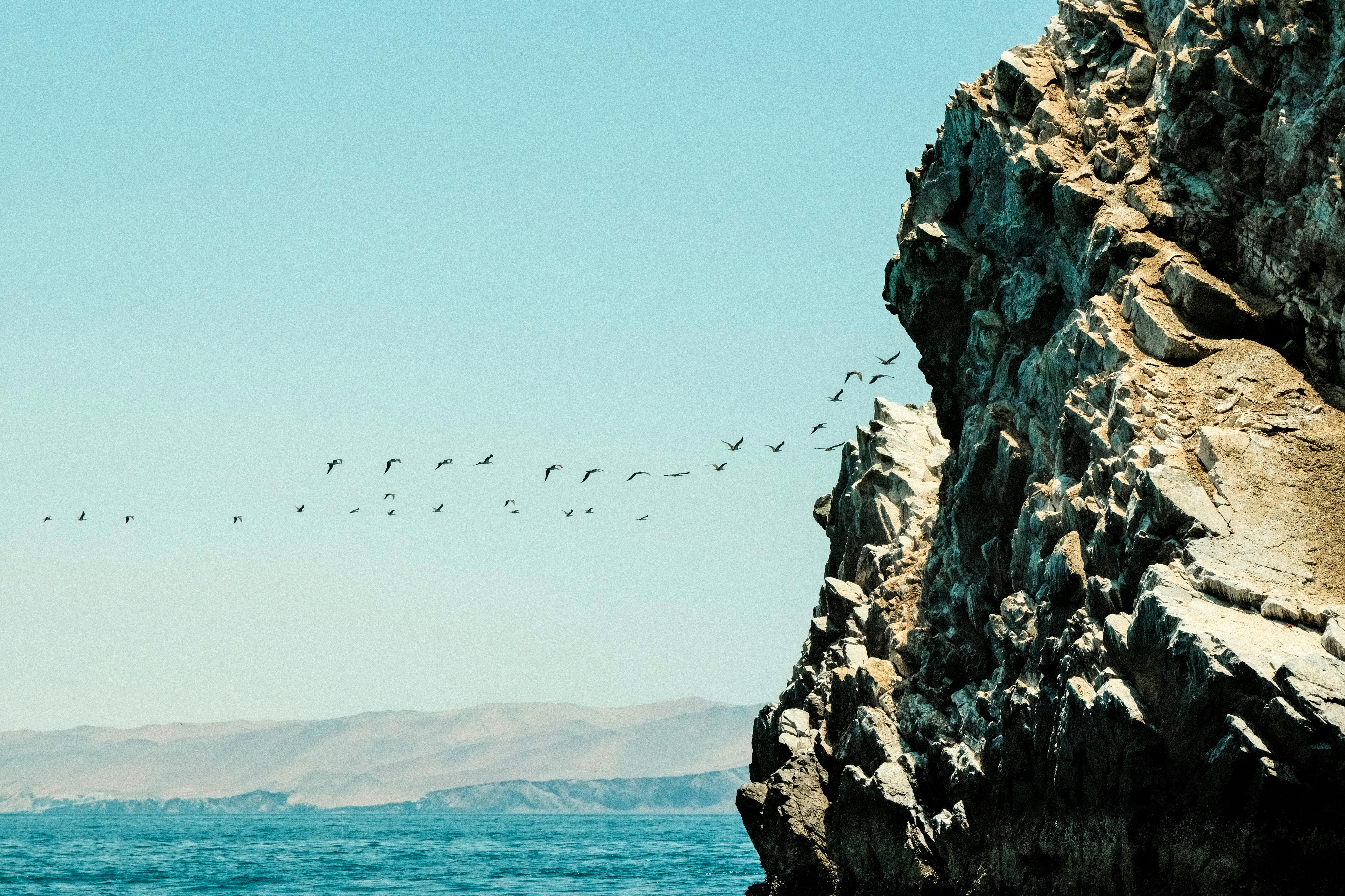 Dramatic coastal cliff with flock of birds in flight · Free Stock Photo