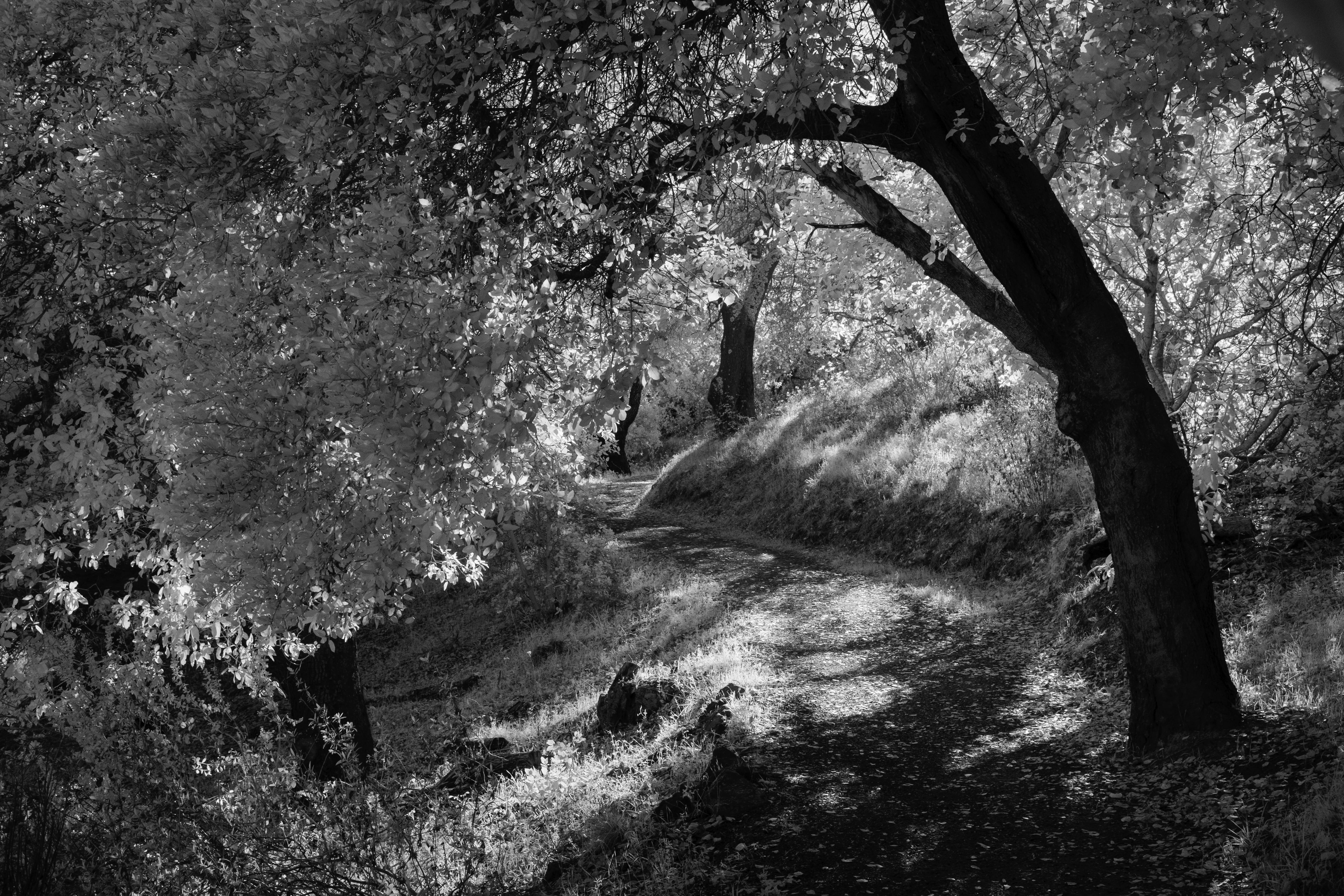 Infrared Trees Photos, Download The BEST Free Infrared Trees Stock ...