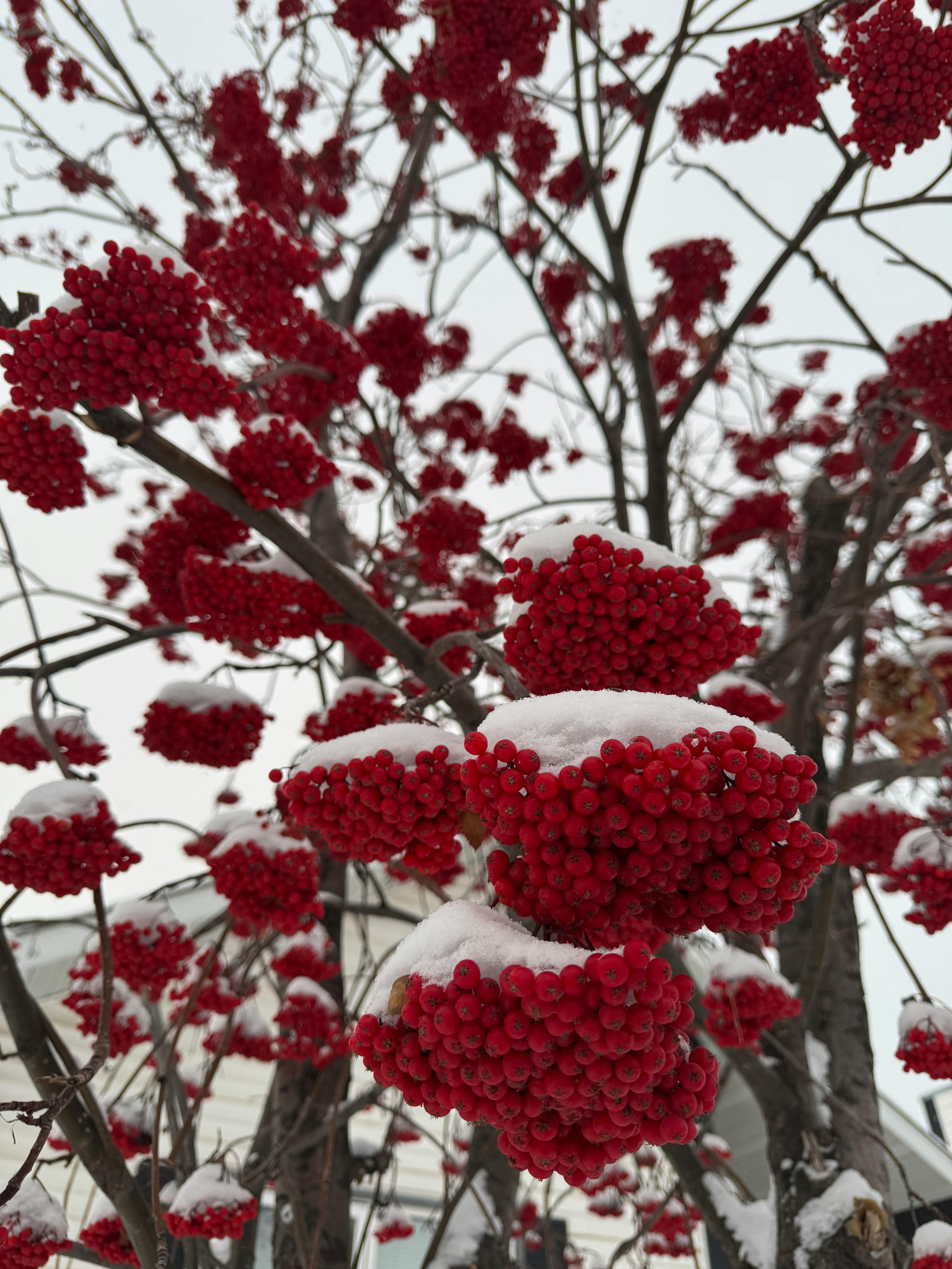 Vibrant Red Berries in Winter Snow · Free Stock Photo
