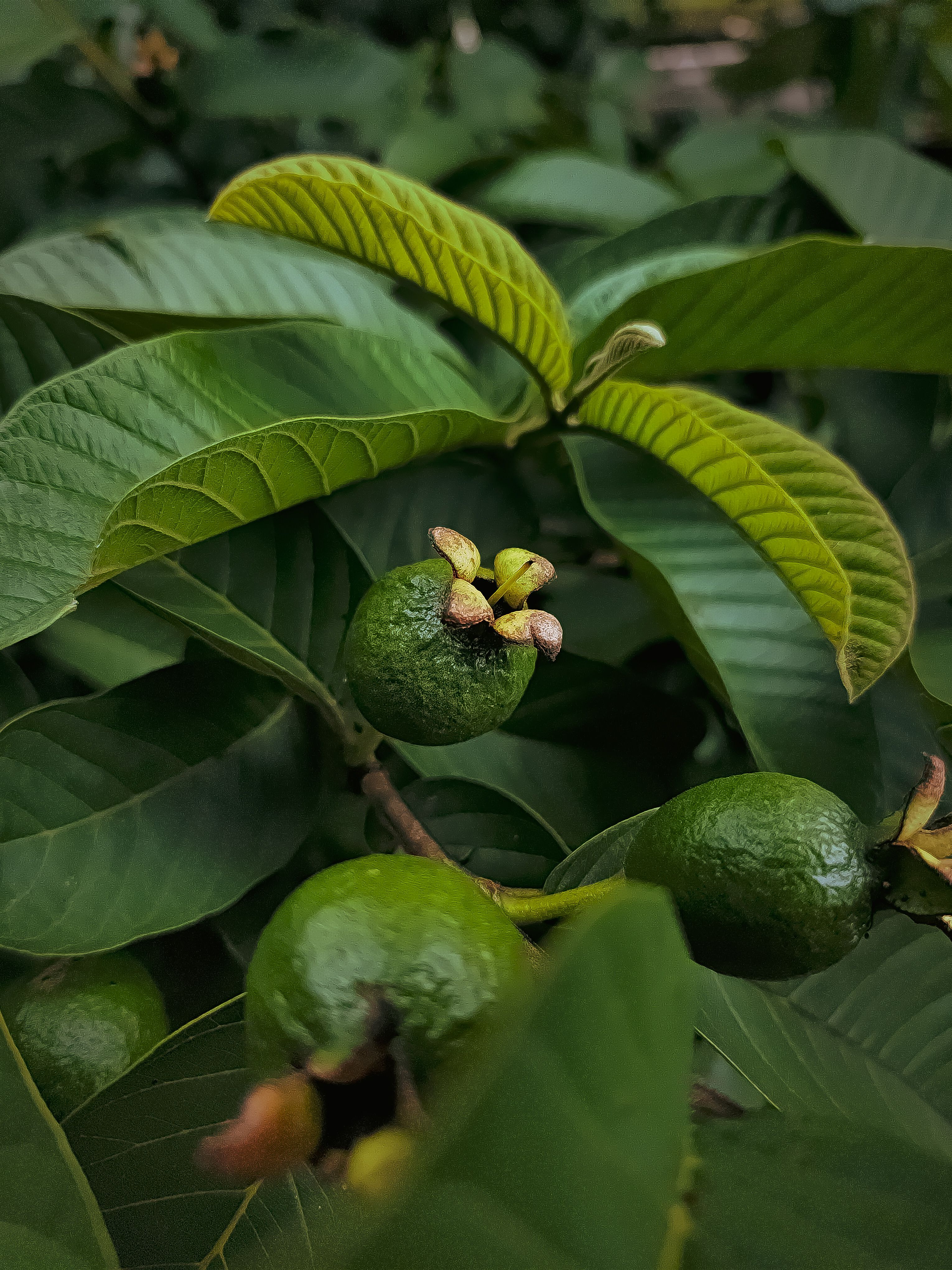 Close-Up of Green Guava Growing on Tree · Free Stock Photo