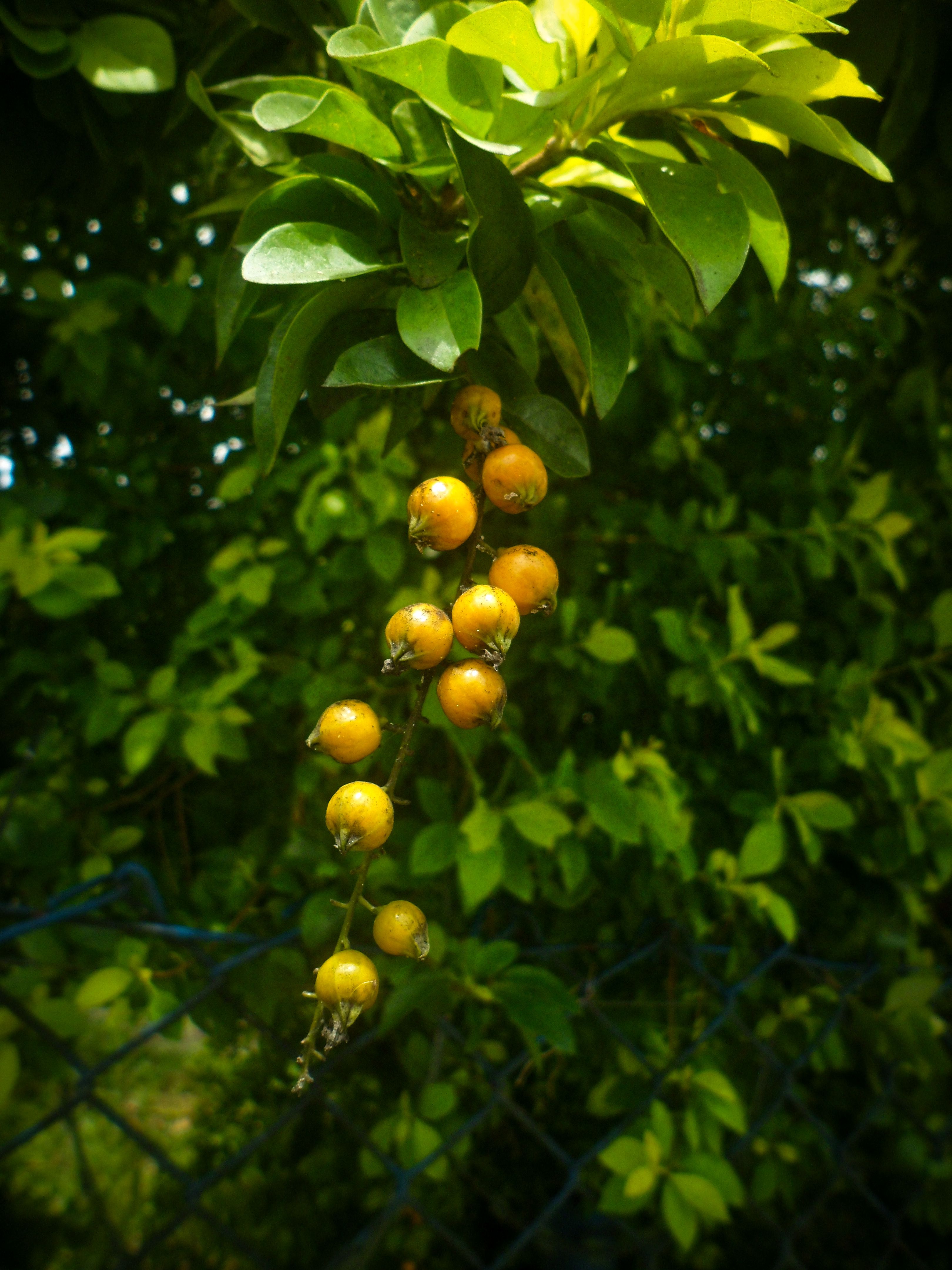Close-up of Yellow Berries Hanging from a Branch · Free Stock Photo
