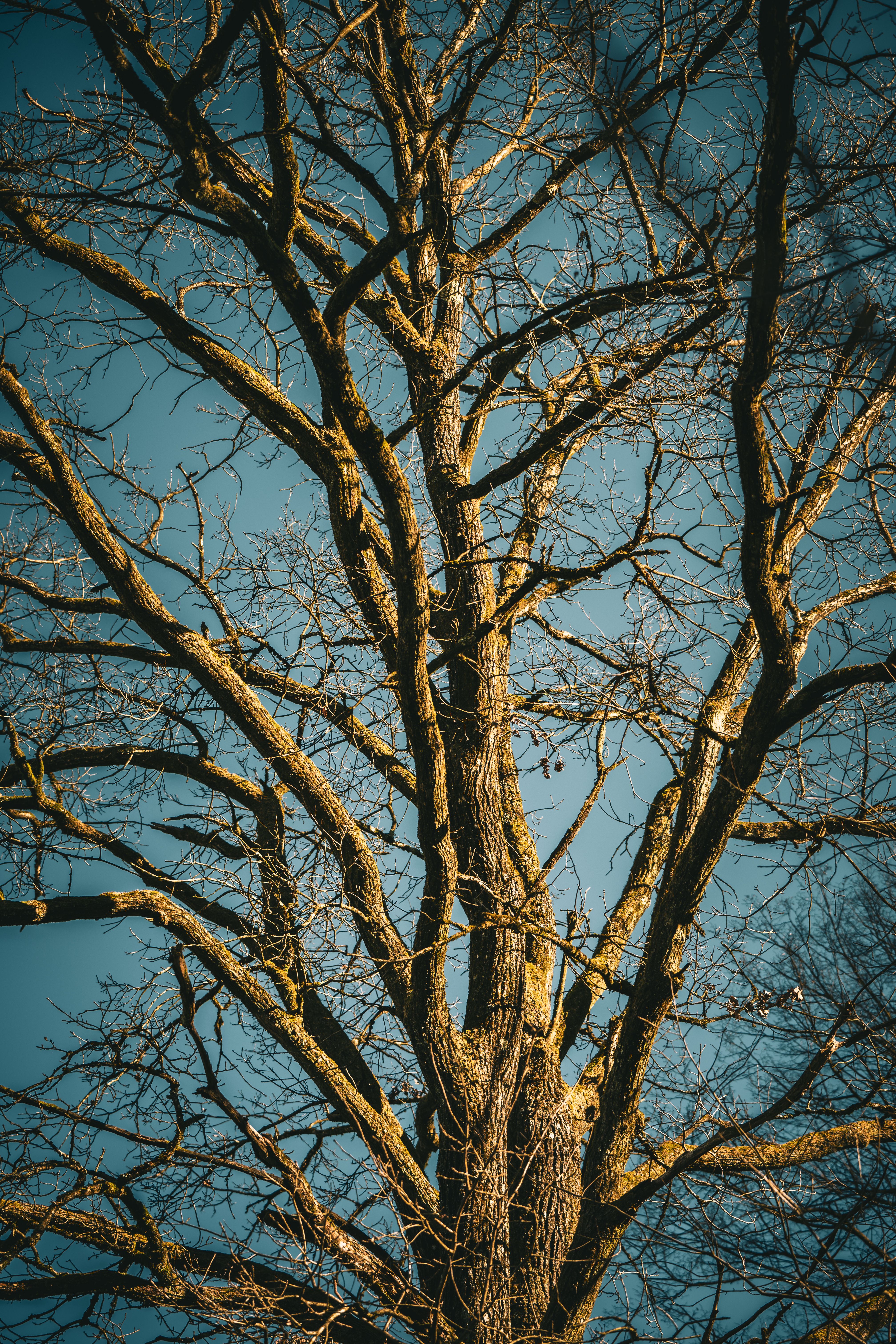 Brown Tree · Free Stock Photo
