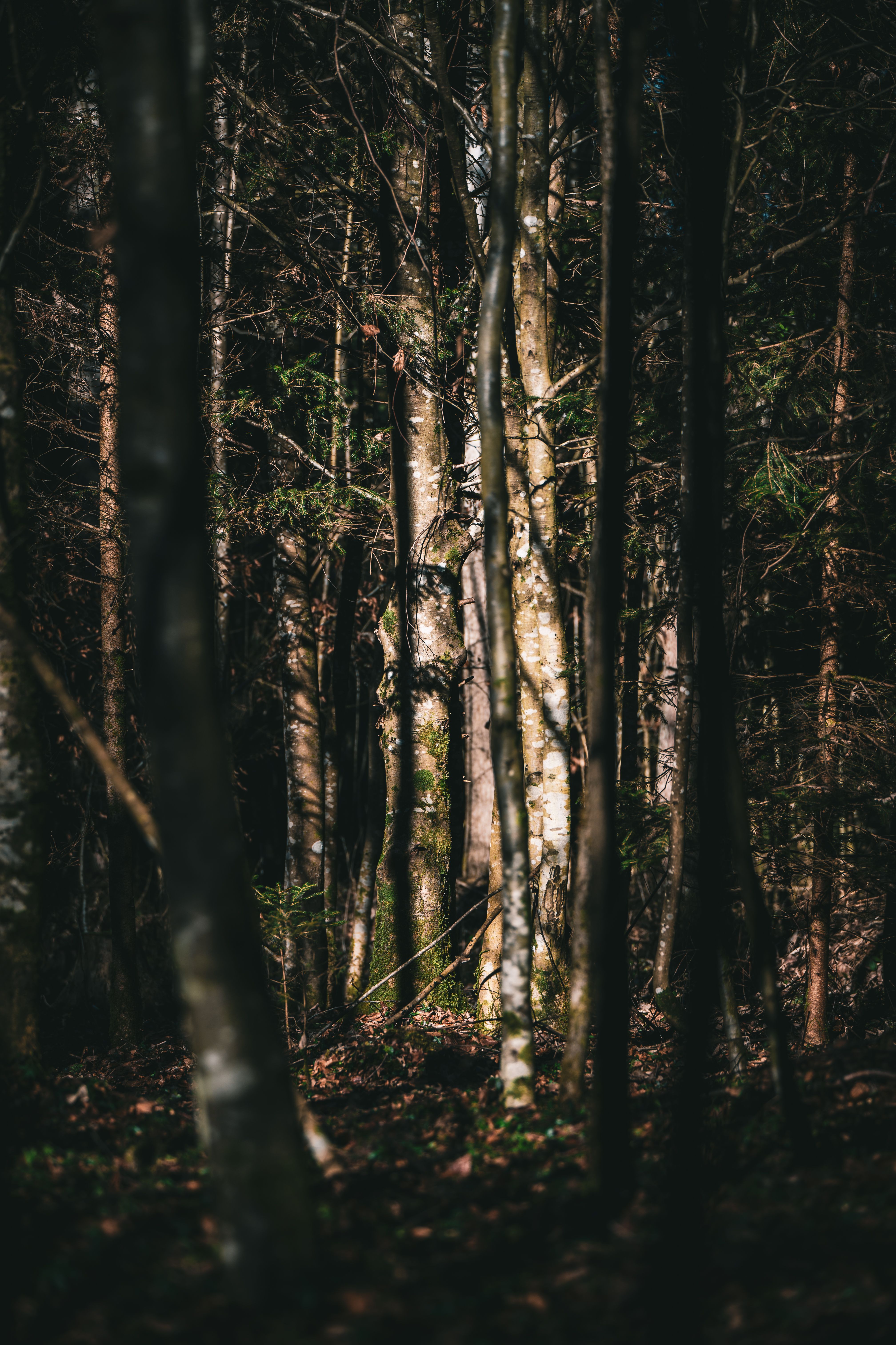 Forestadventures Photos, Download The BEST Free Forestadventures Stock ...