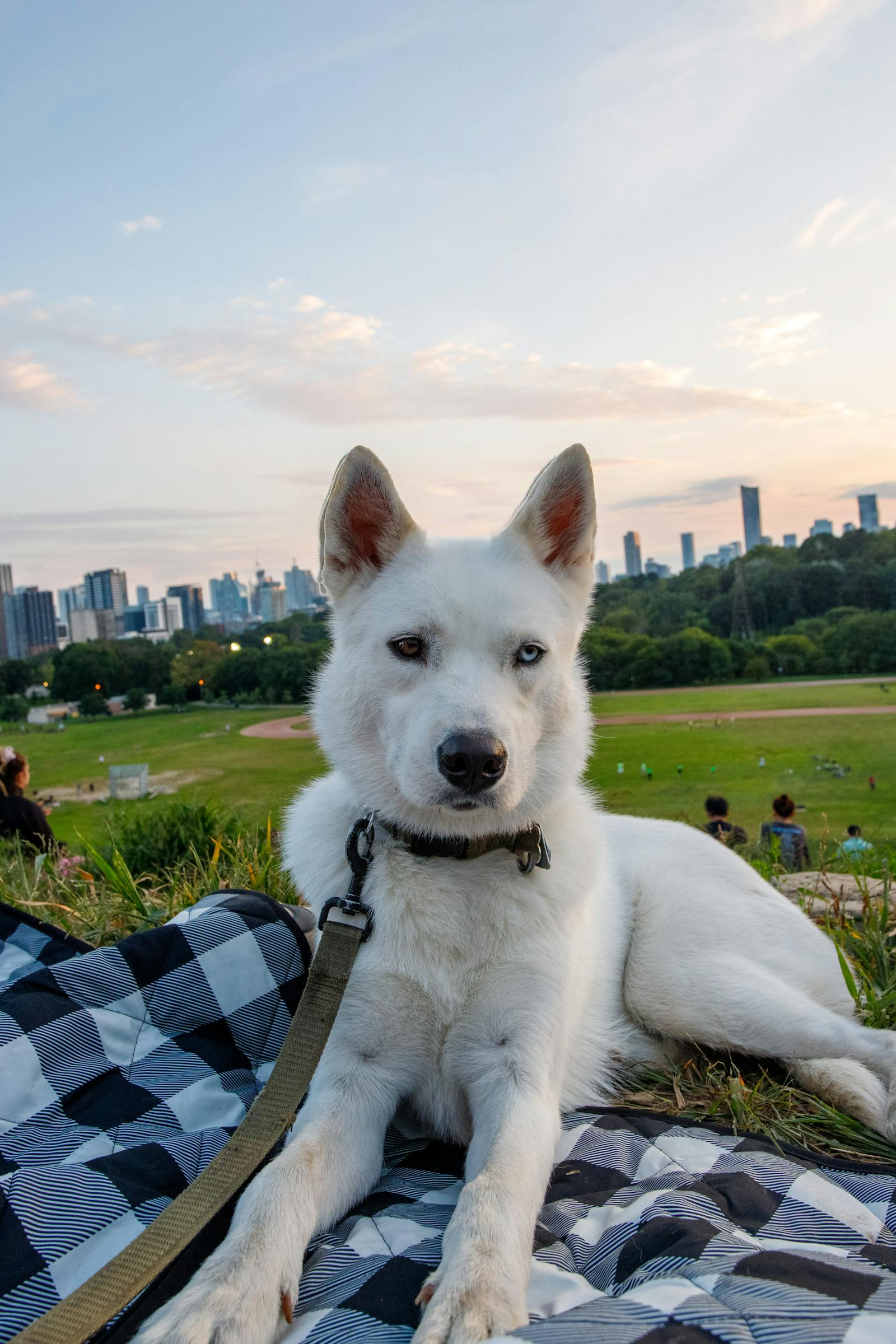 Dog Sunset Photos, Download The BEST Free Dog Sunset Stock Photos & HD ...