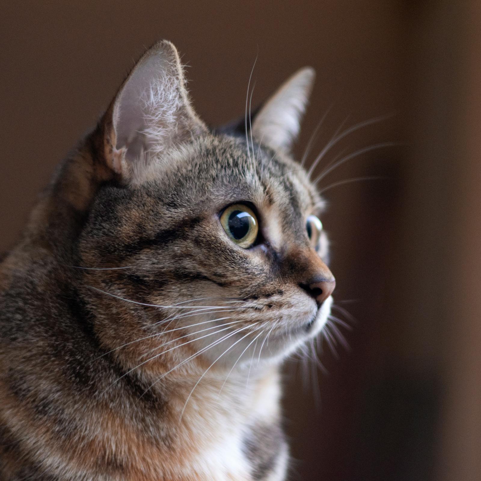 Cat Profile Photo Photos, Download The BEST Free Cat Profile Photo ...