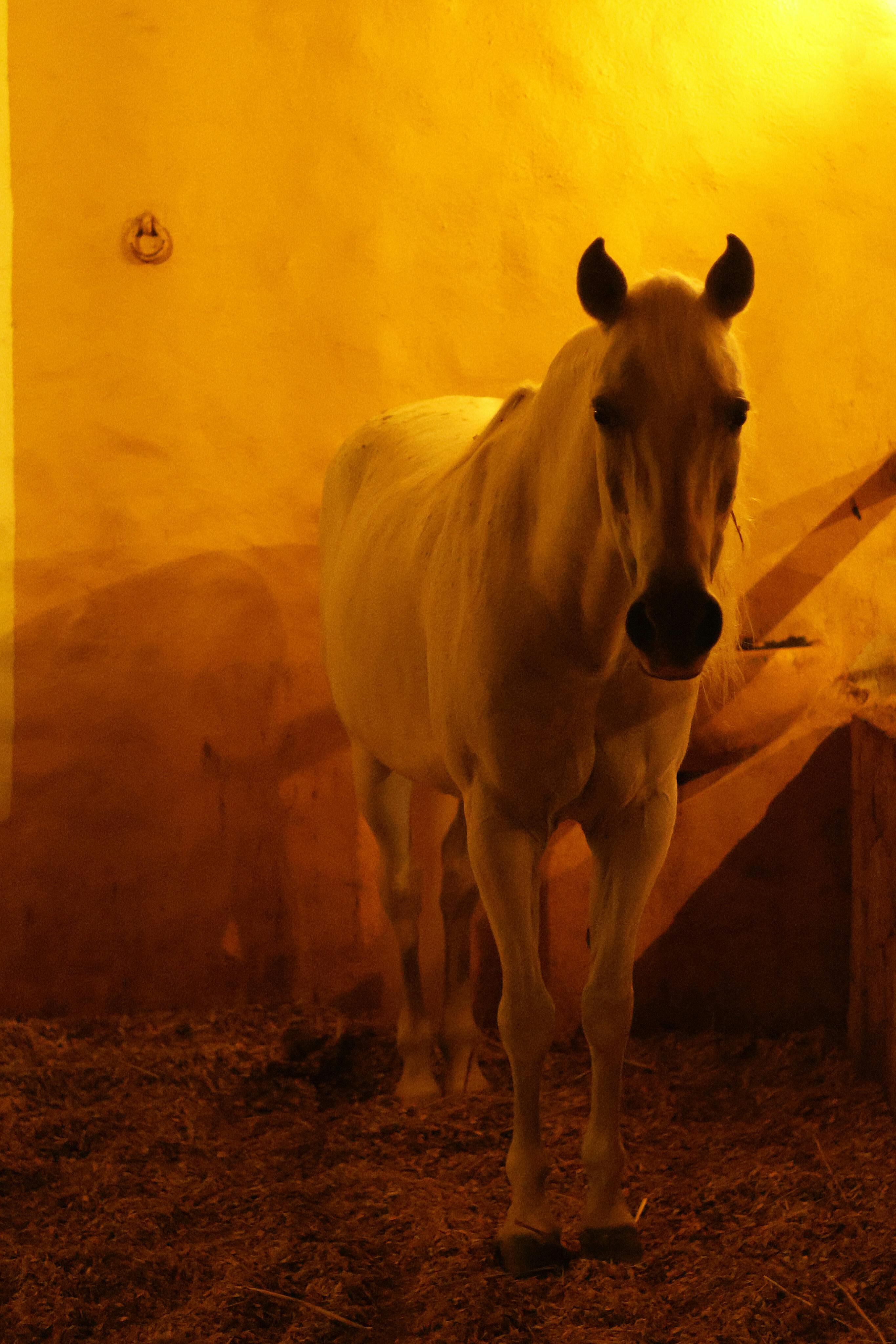 Elegant White Horse in Rustic Stable Setting · Free Stock Photo