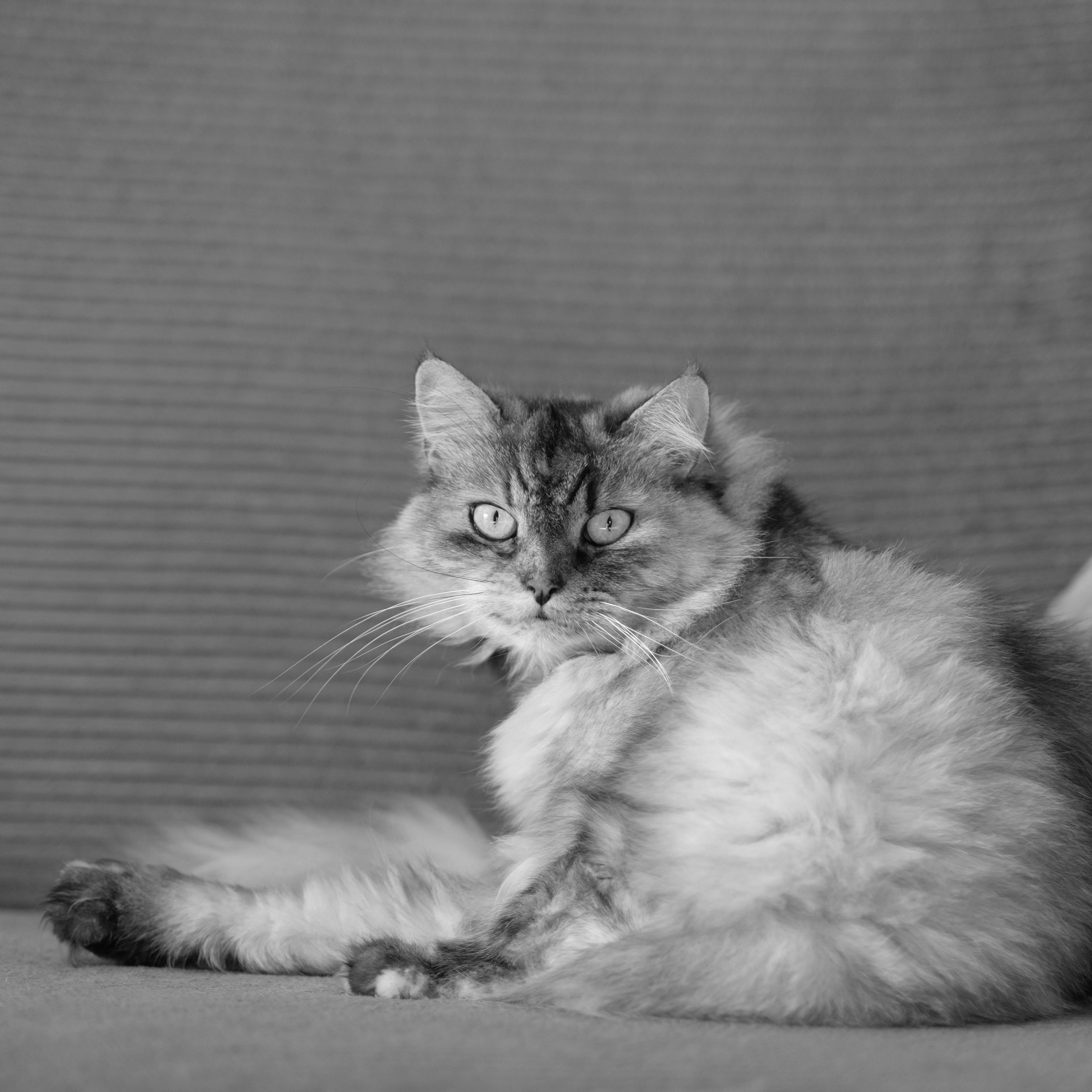 Cat Pfp Photos, Download The BEST Free Cat Pfp Stock Photos & HD Images