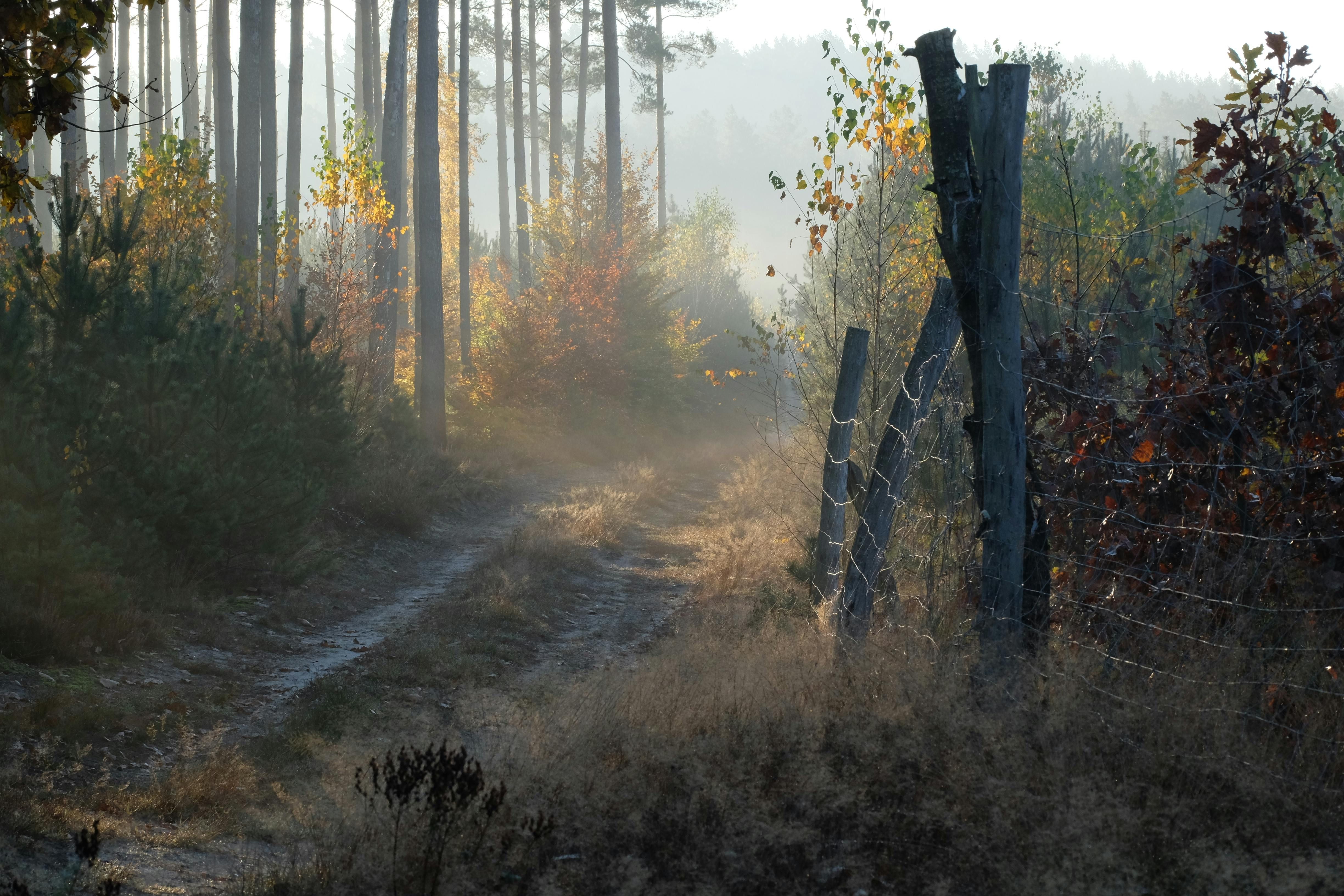 Misty Forest Path with Rustic Wooden Fence · Free Stock Photo