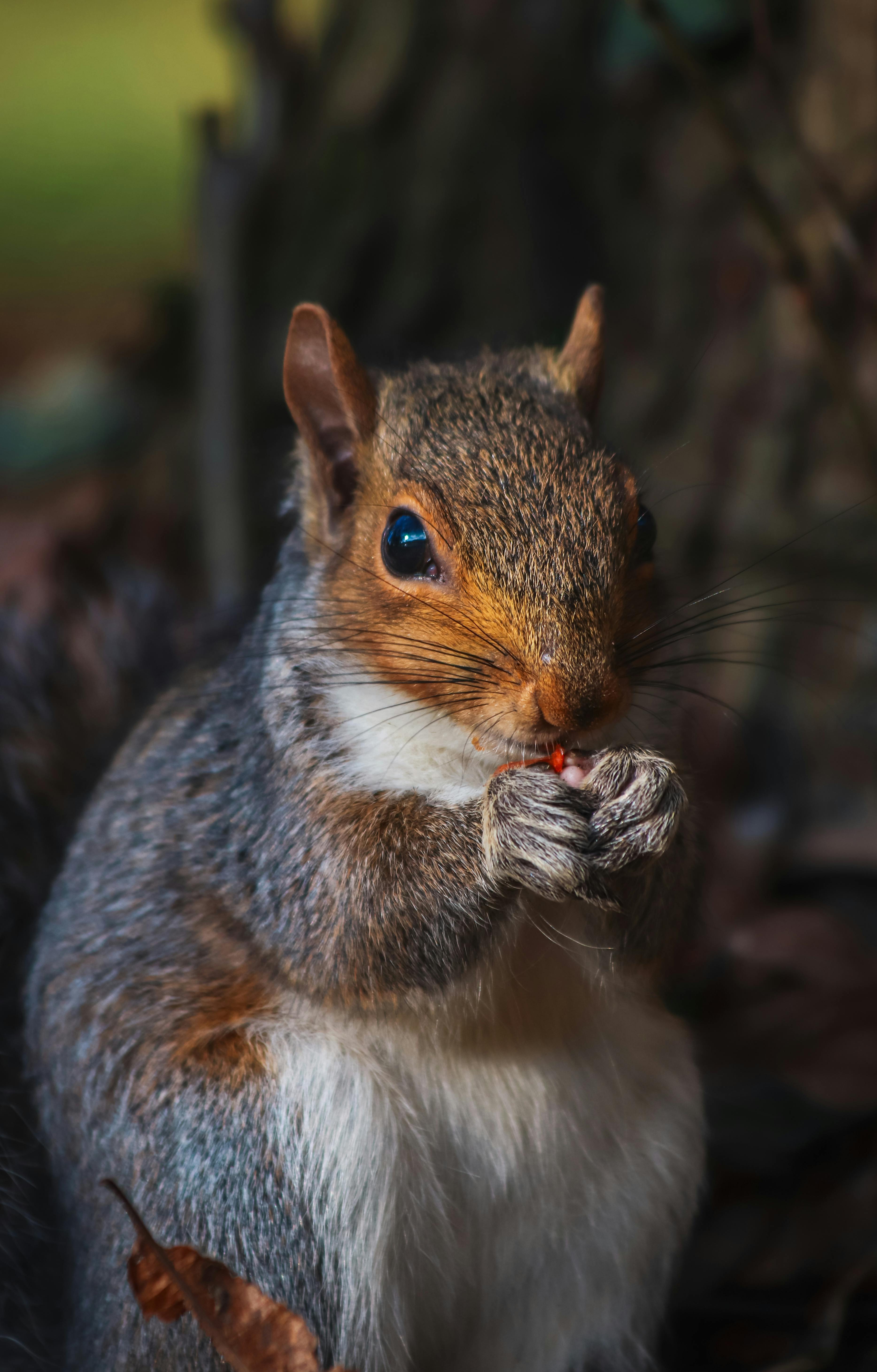 Animal Chewing Photos, Download The BEST Free Animal Chewing Stock ...