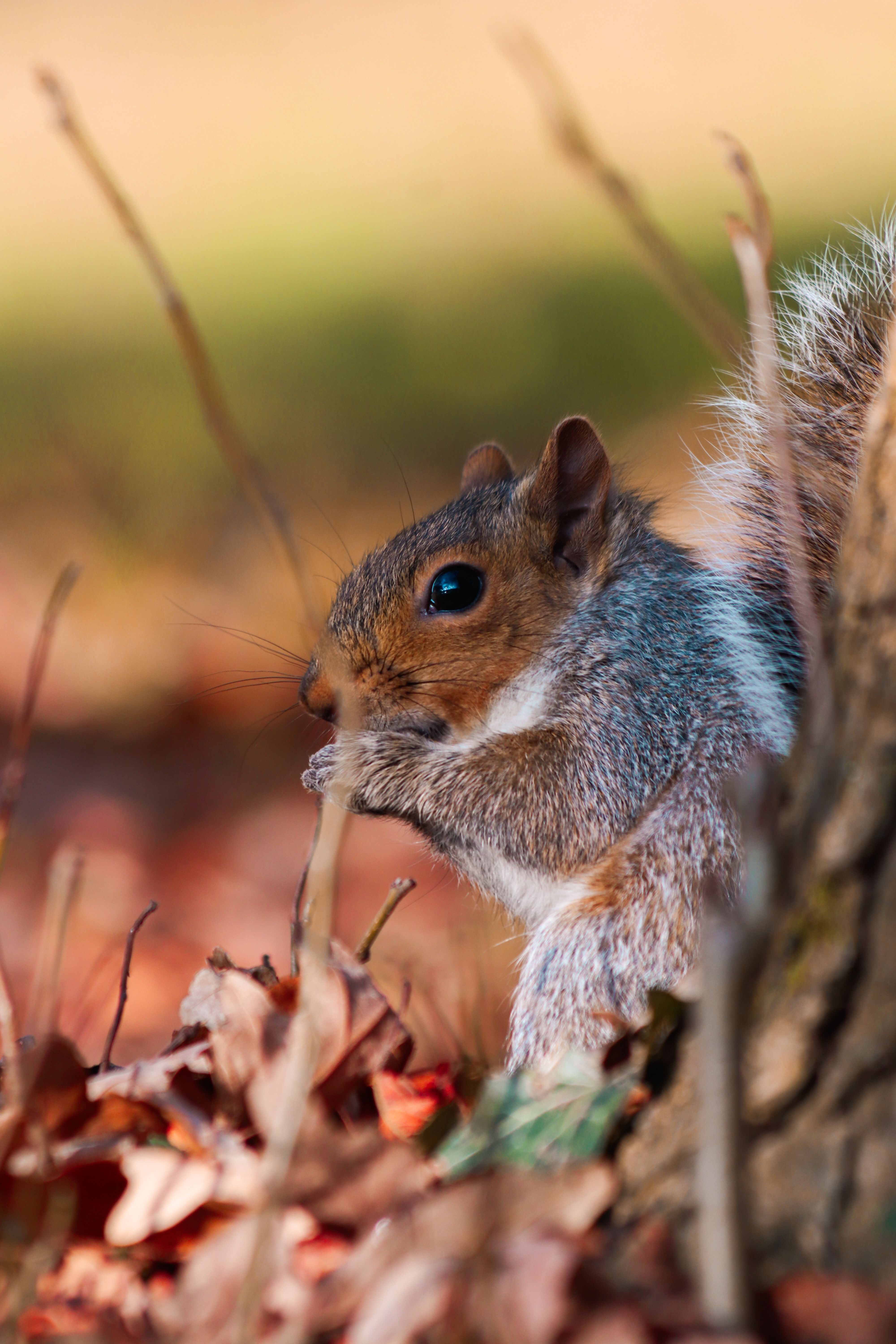 Close-up of Eastern Gray Squirrel in Autumn Leaves · Free Stock Photo
