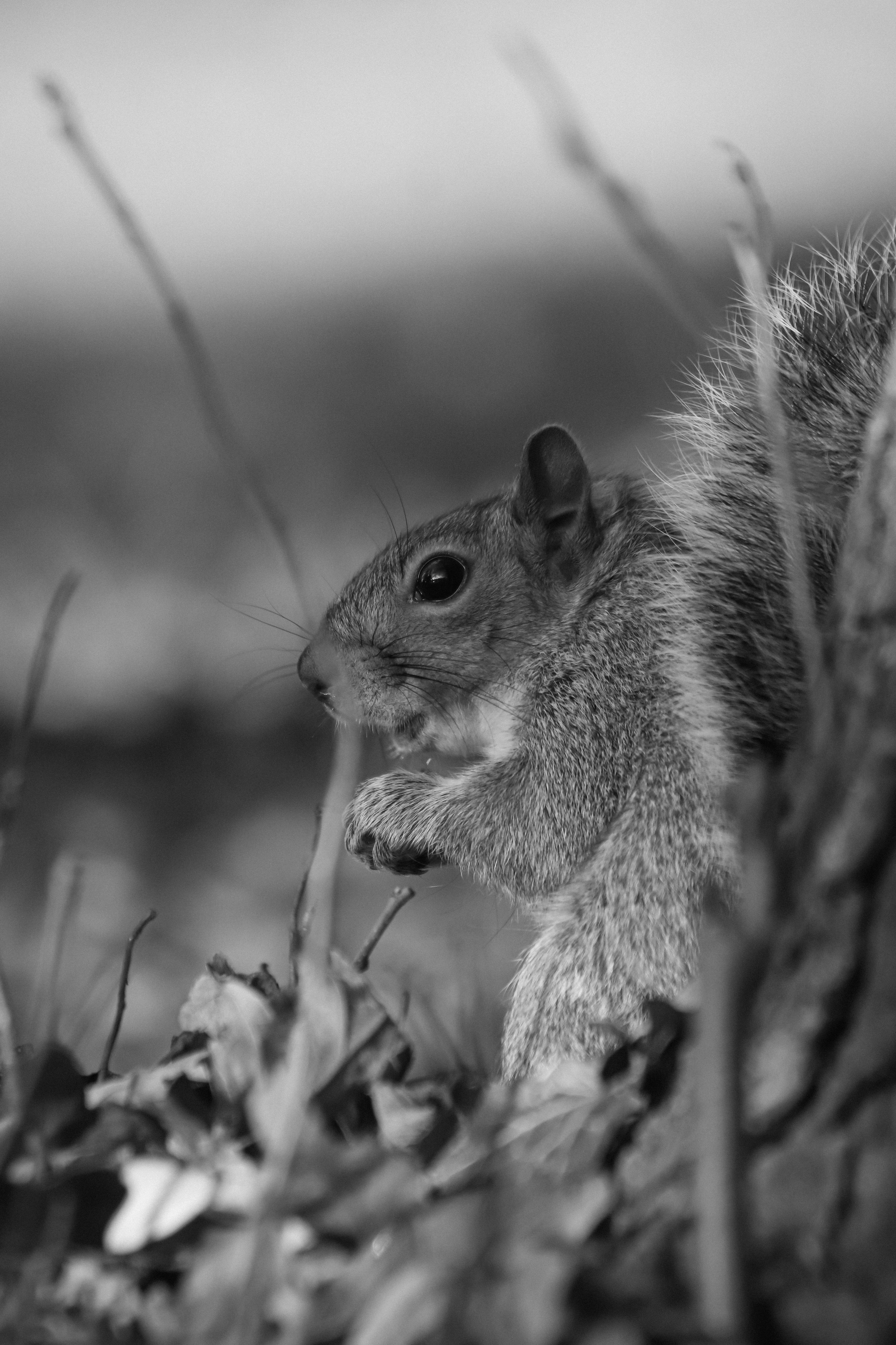Black and White Profile of a Grey Squirrel · Free Stock Photo
