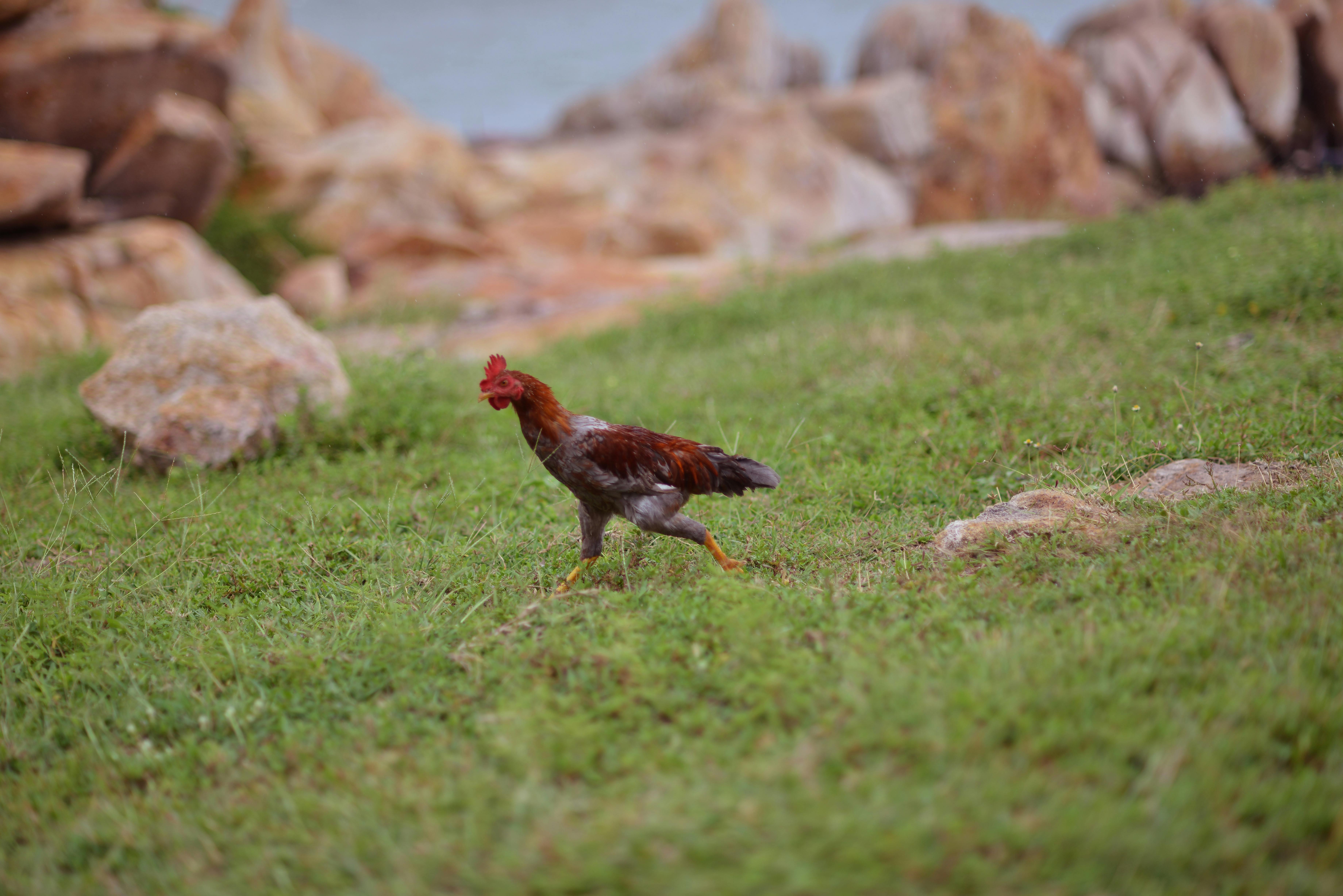 Chicken Strolling on Rocky Coastal Grassland · Free Stock Photo