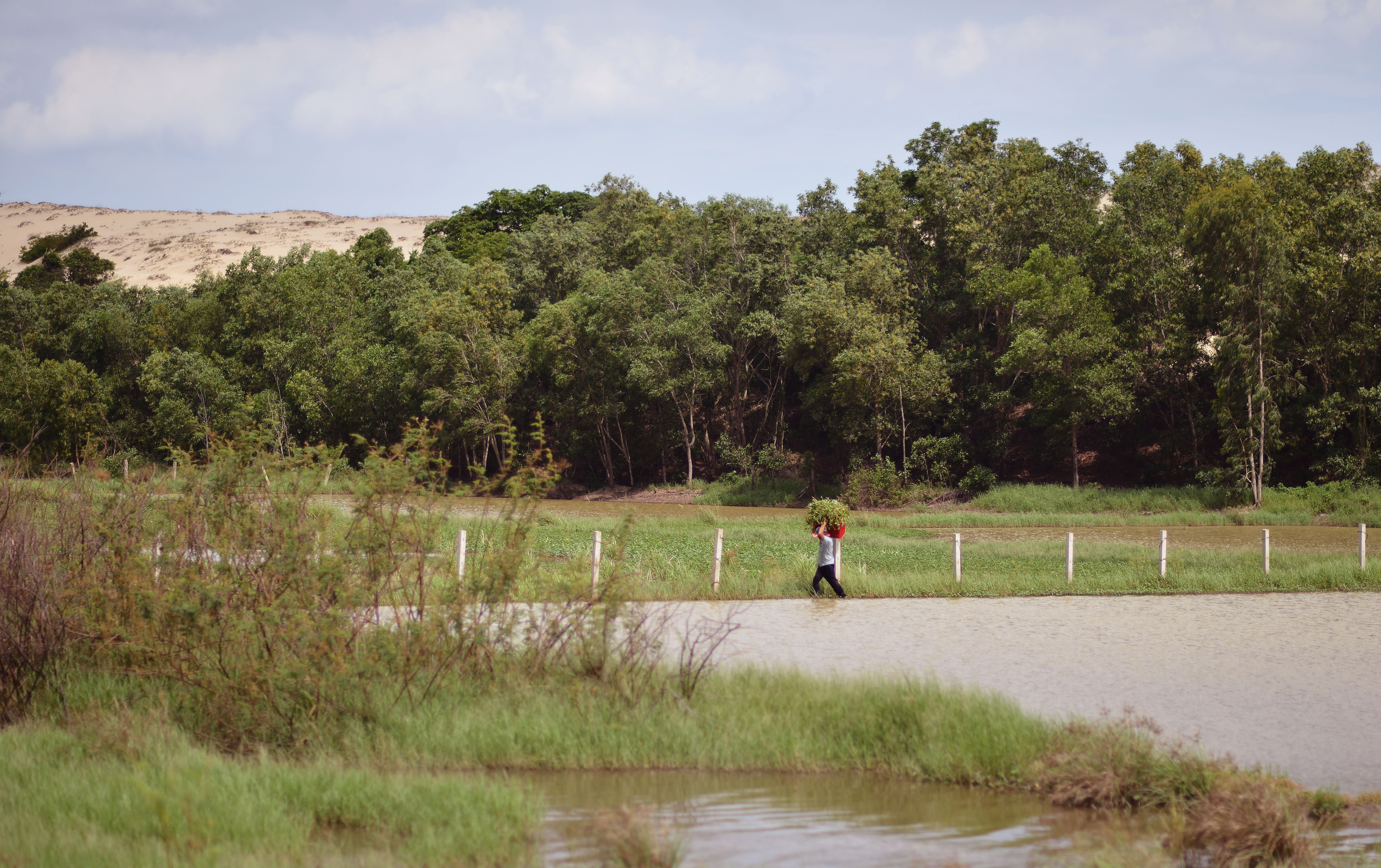 Man Walking by a River with Greenery Surrounding · Free Stock Photo