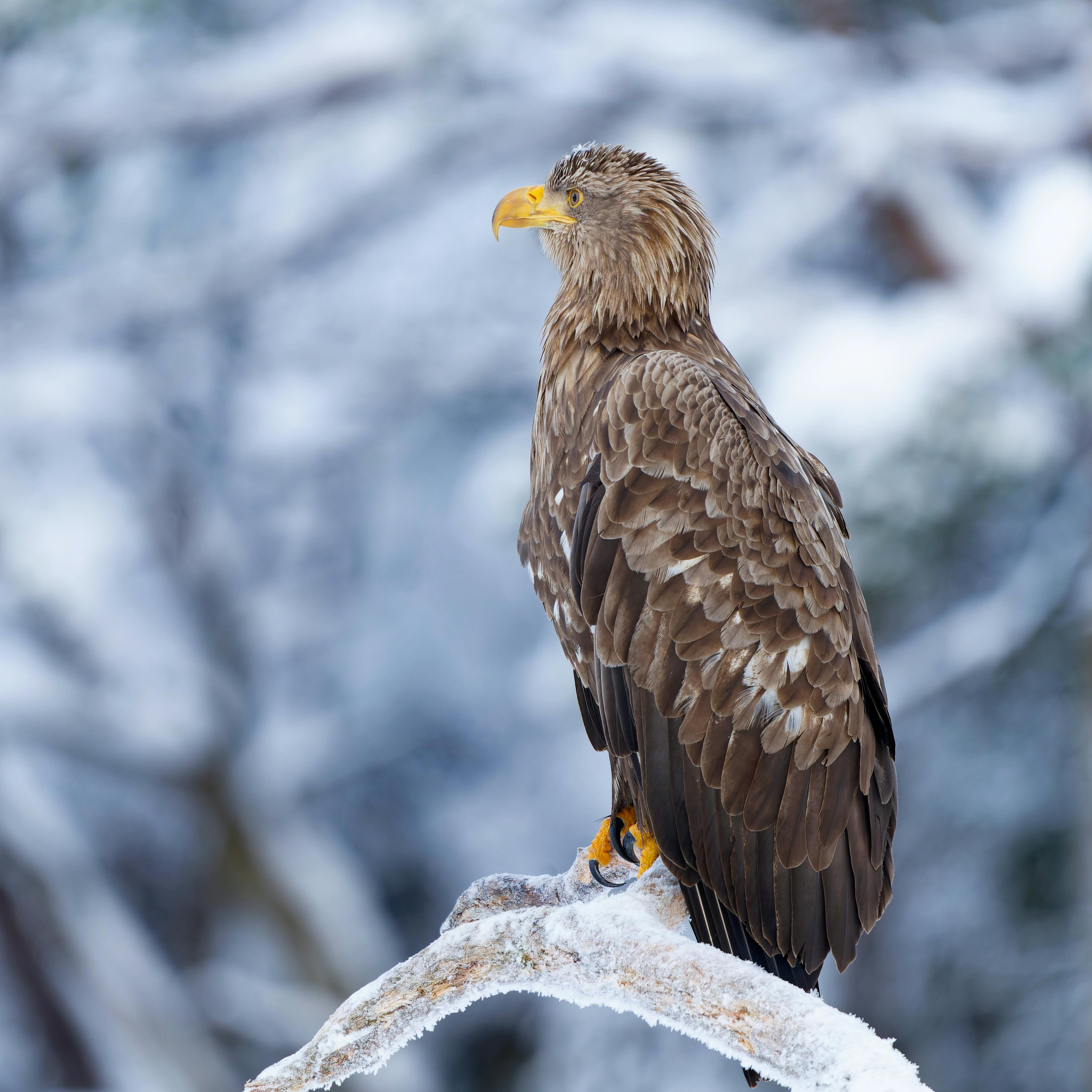Single Eagle Photos, Download The BEST Free Single Eagle Stock Photos ...