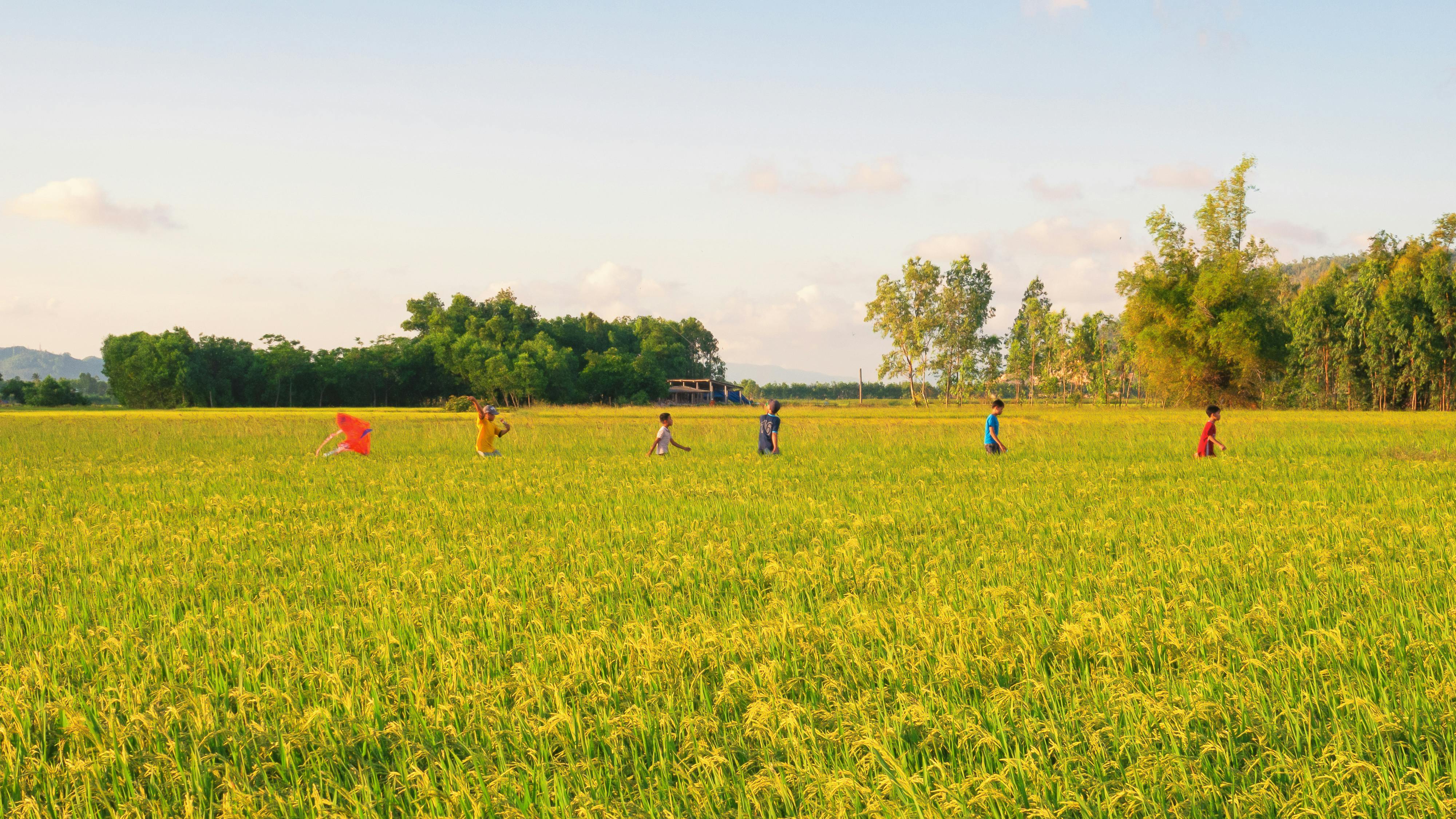 Children Playing in Rice Fields of Quy Nhơn · Free Stock Photo