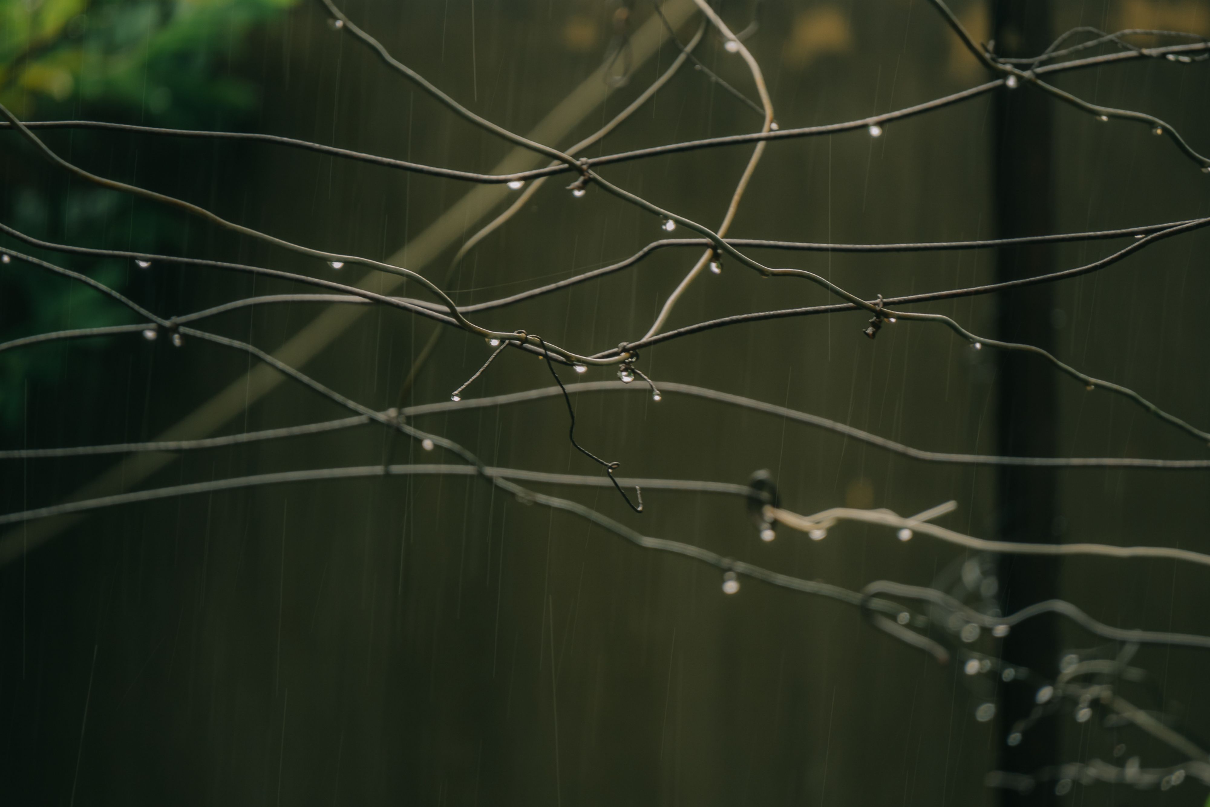Dark Green Vines Wet Photos, Download The BEST Free Dark Green Vines ...