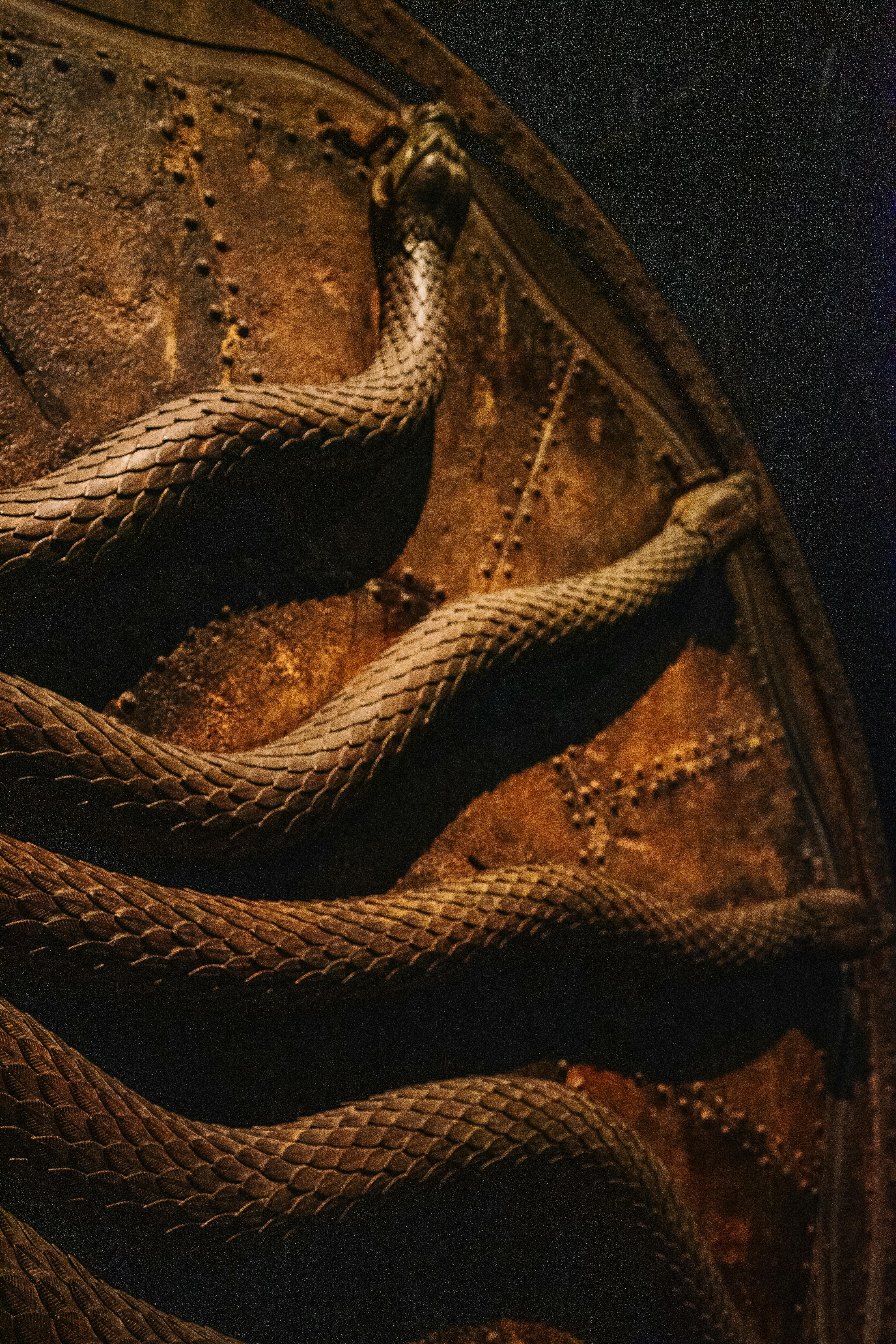 Intricate Serpent Design on Metal Shield · Free Stock Photo