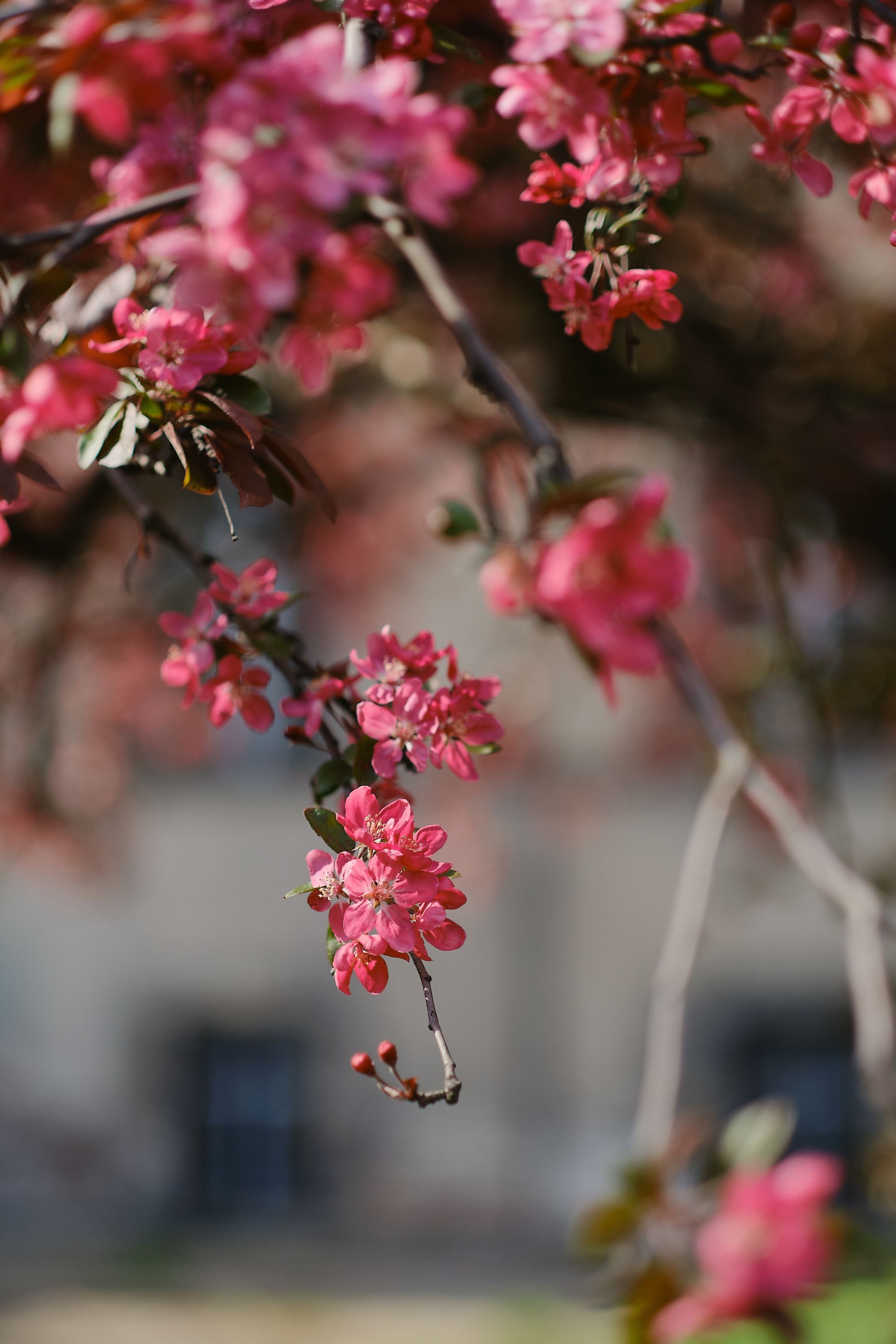 Vibrant Pink Blossoms in Spring Sunlight · Free Stock Photo