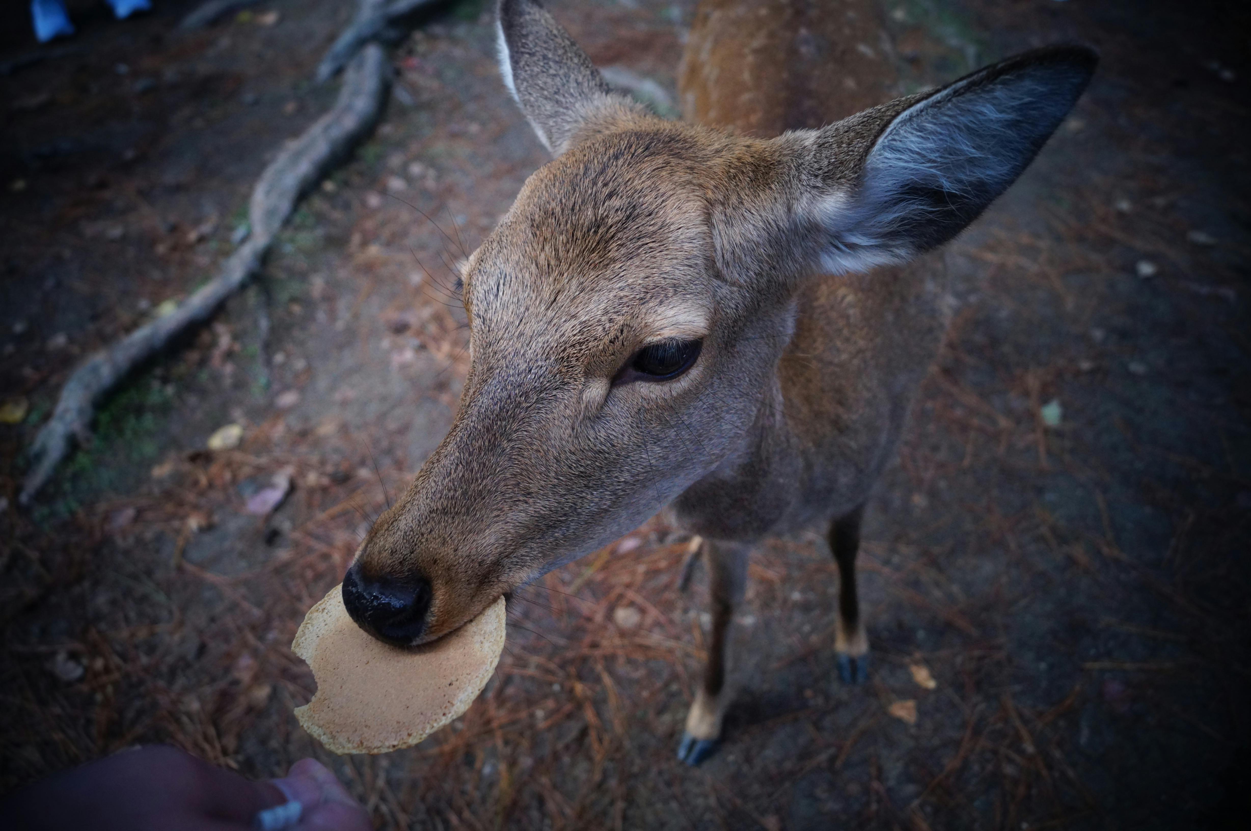 Buck The World's Most Famous Clown Photos, Download The BEST Free Buck ...