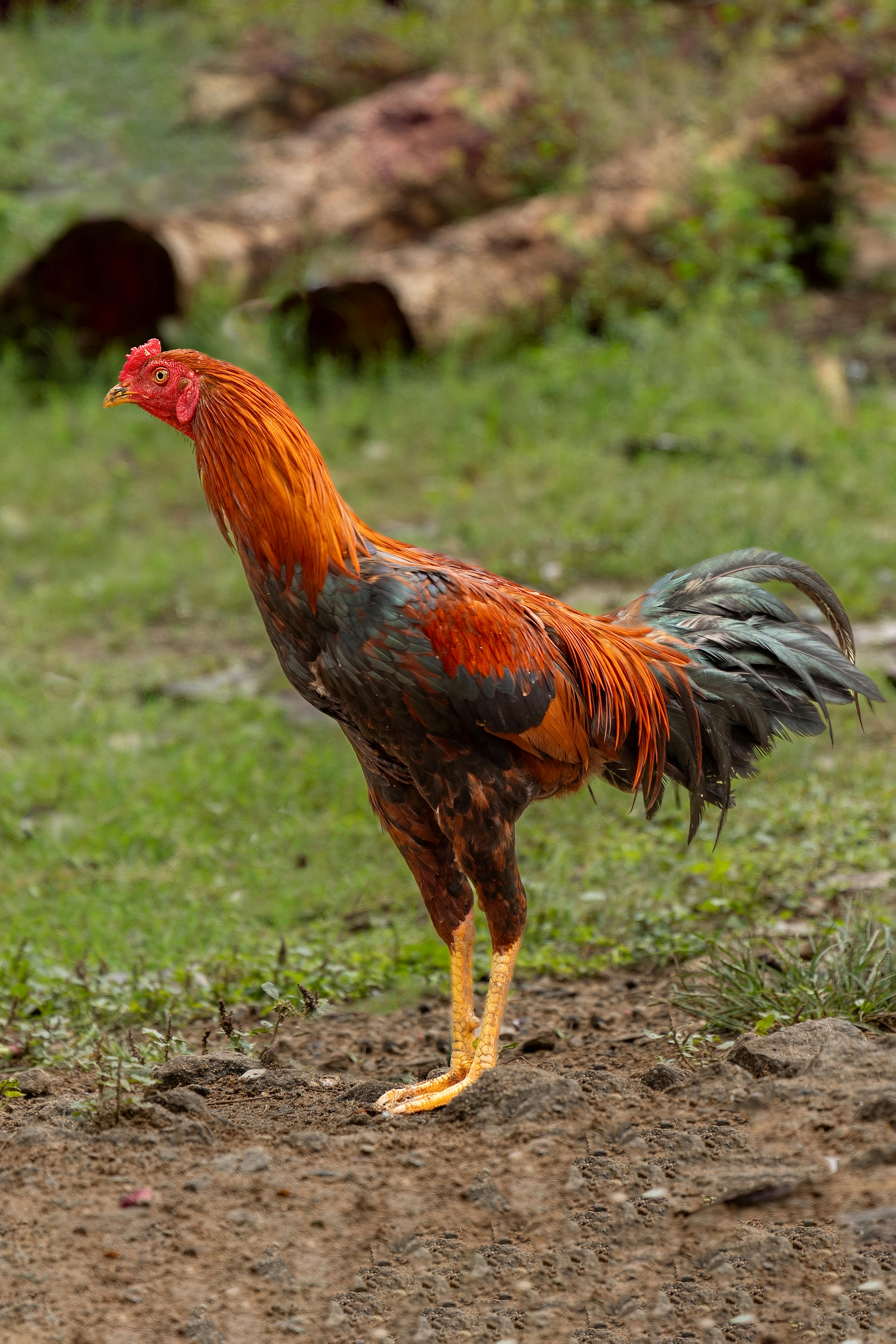 Cancer Animal Hd Wallpaper Photos, Download The BEST Free Cancer Animal ...