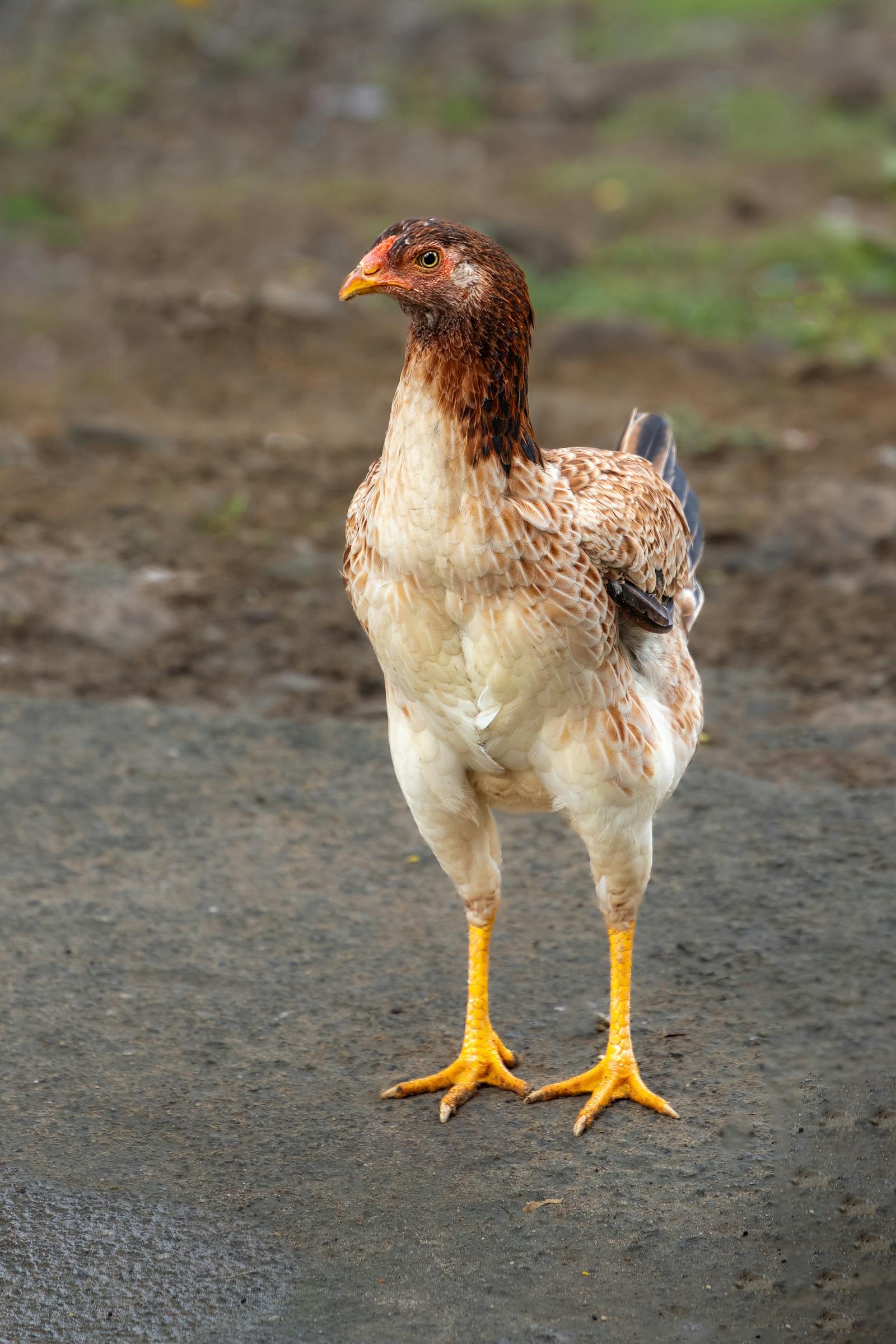 Chicken Snake Photos, Download The BEST Free Chicken Snake Stock Photos ...