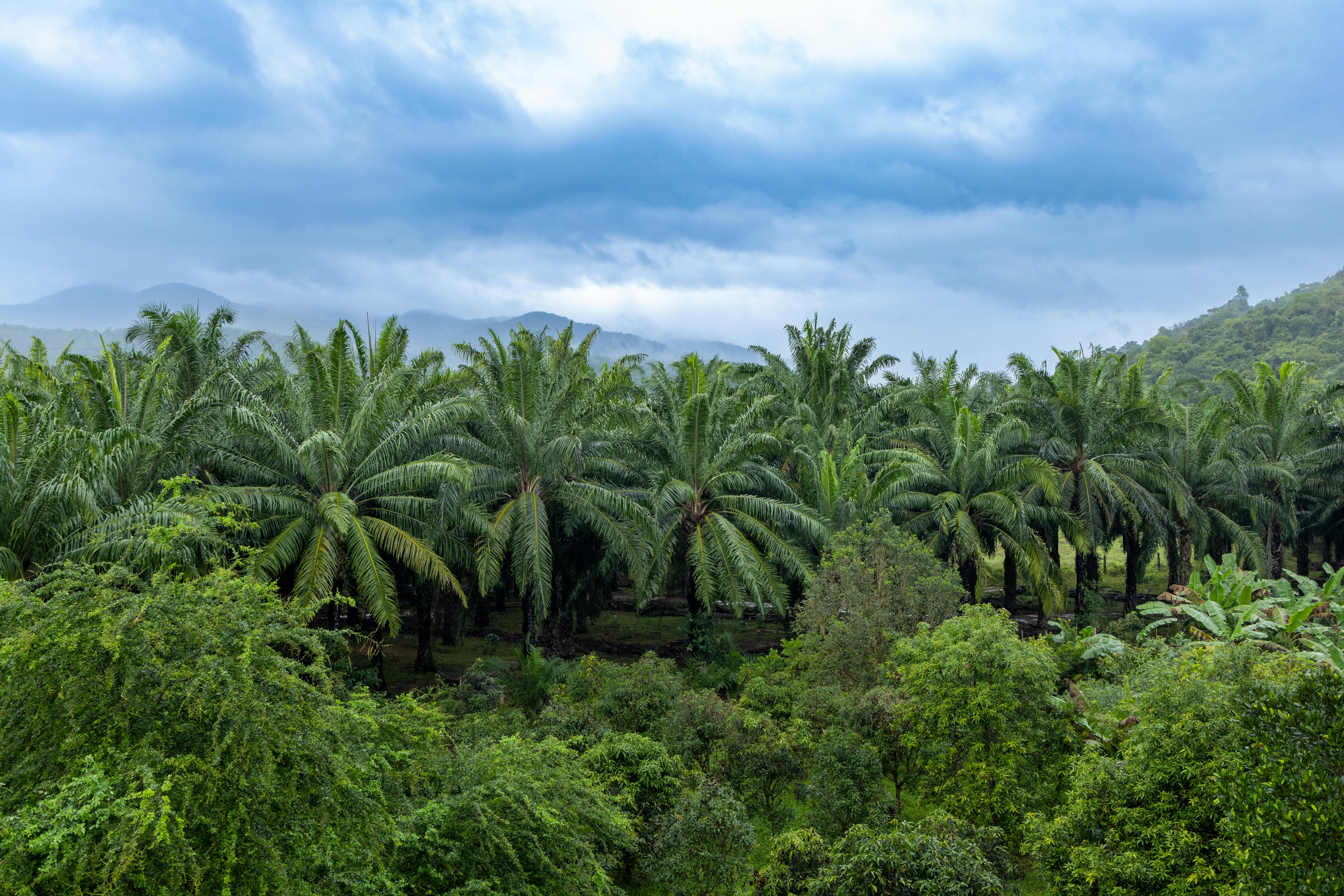 Lush Palm Oil Plantation in Andhra Pradesh India · Free Stock Photo