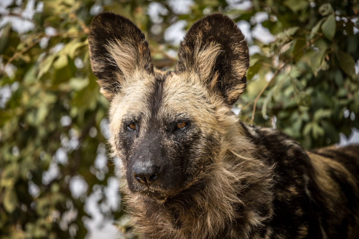 Canis Panther Dog Breed: Complete Guide to Care and Traits