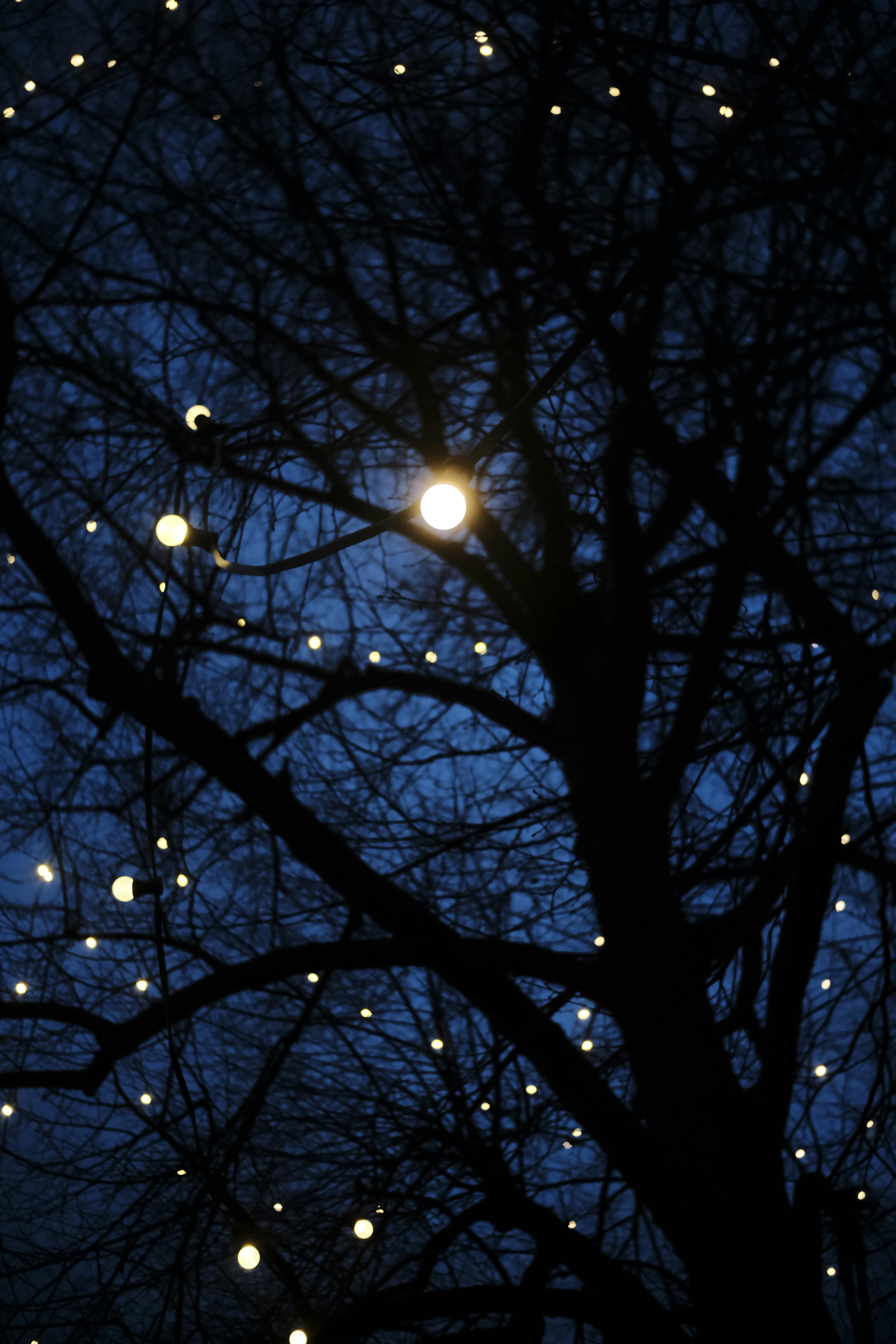 Nighttime Tree with Twinkling Lights and Moon · Free Stock Photo