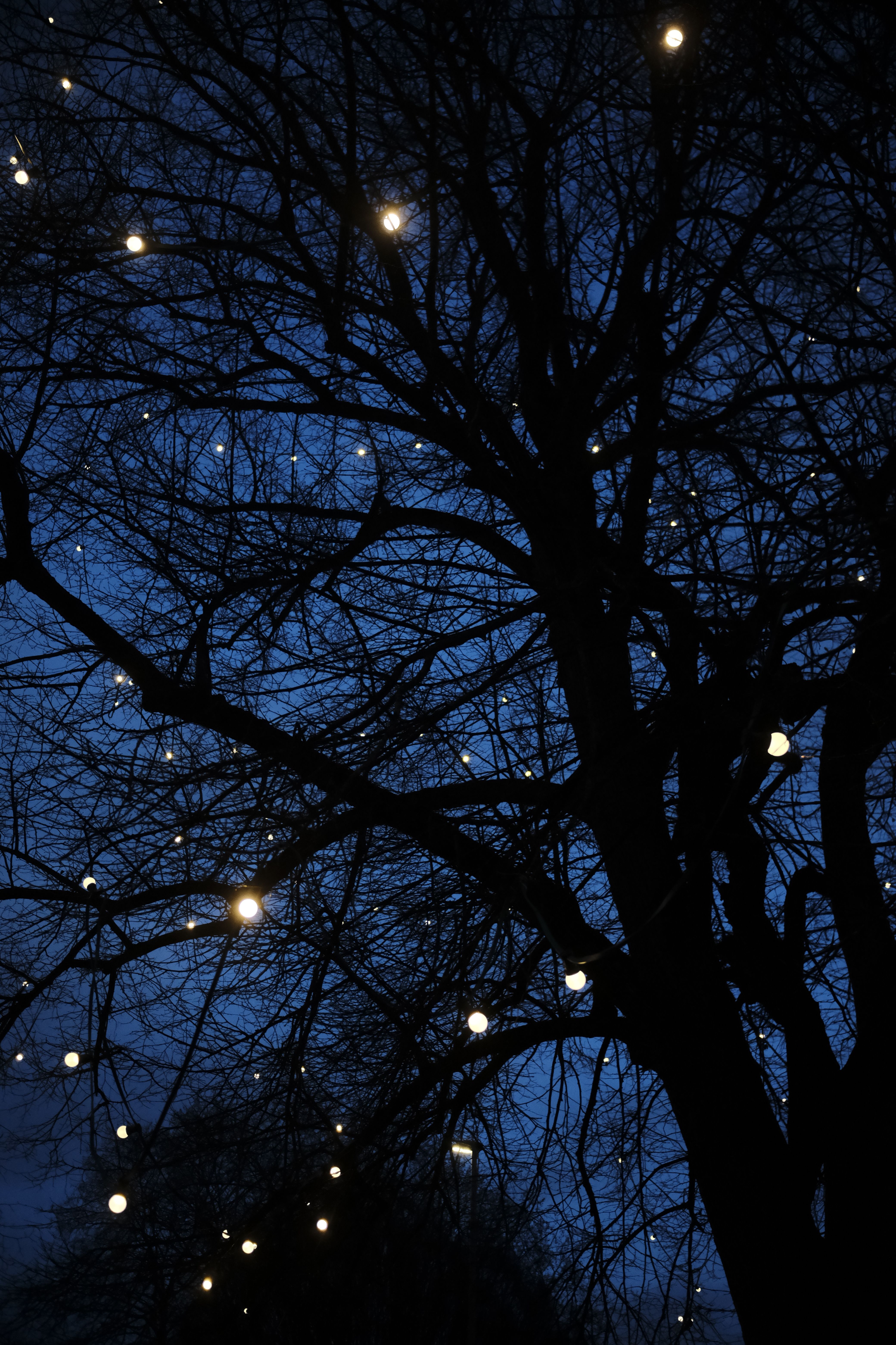Magical Night Sky with Tree and Fairy Lights · Free Stock Photo