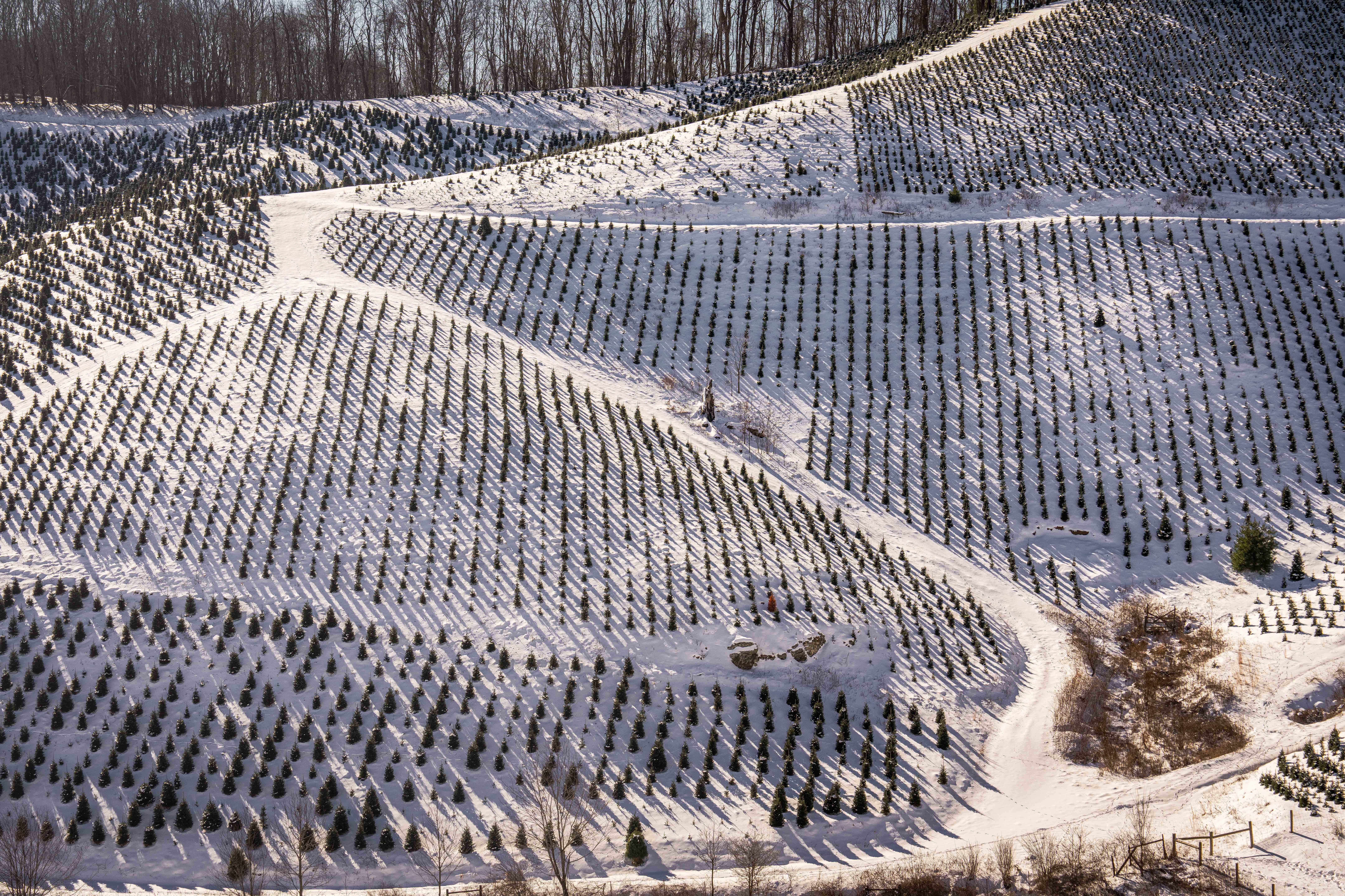 Winter Aerial View of Snow-Covered Pine Plantation · Free Stock Photo