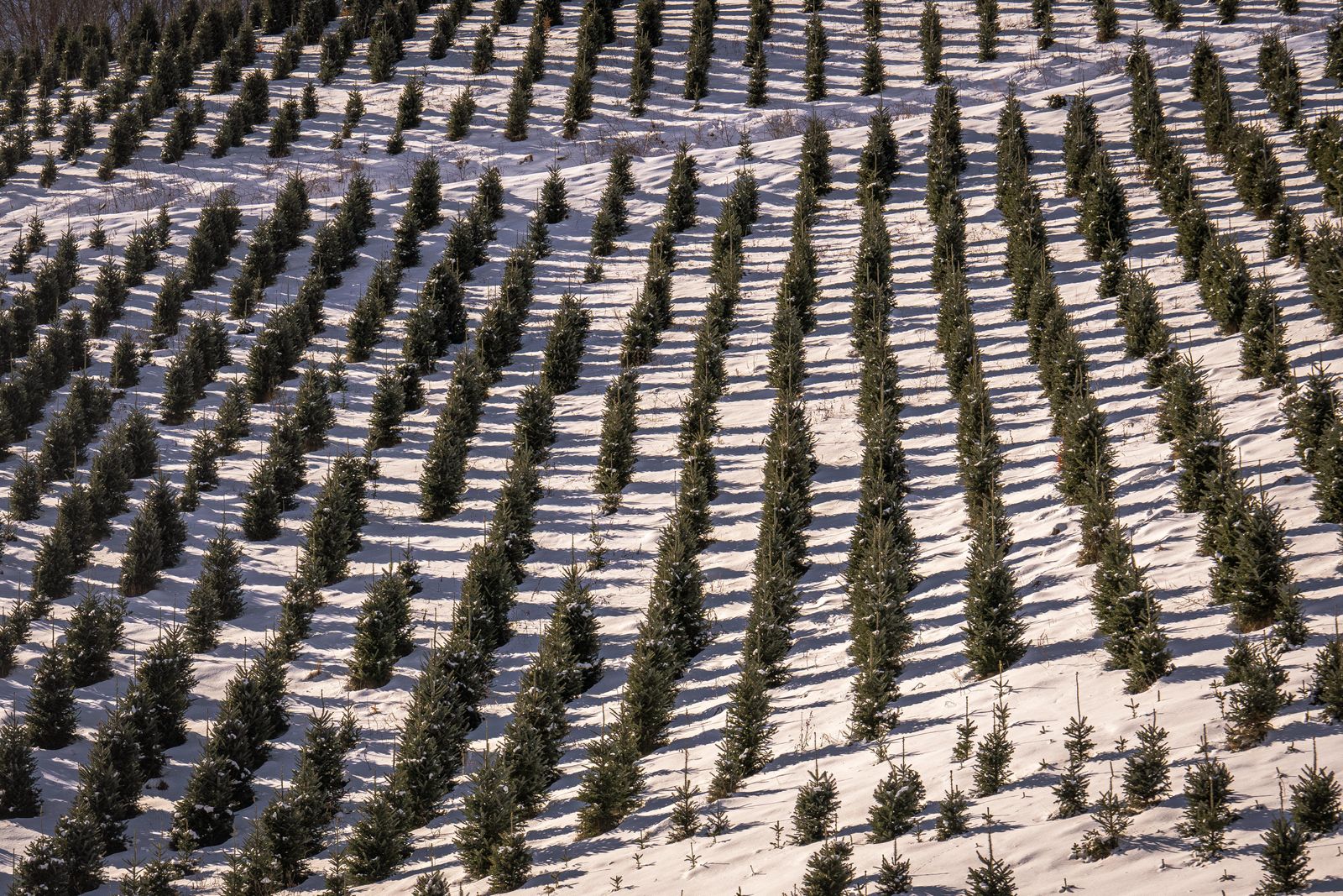 Christmas Tree Farm Photos, Download The BEST Free Christmas Tree Farm ...