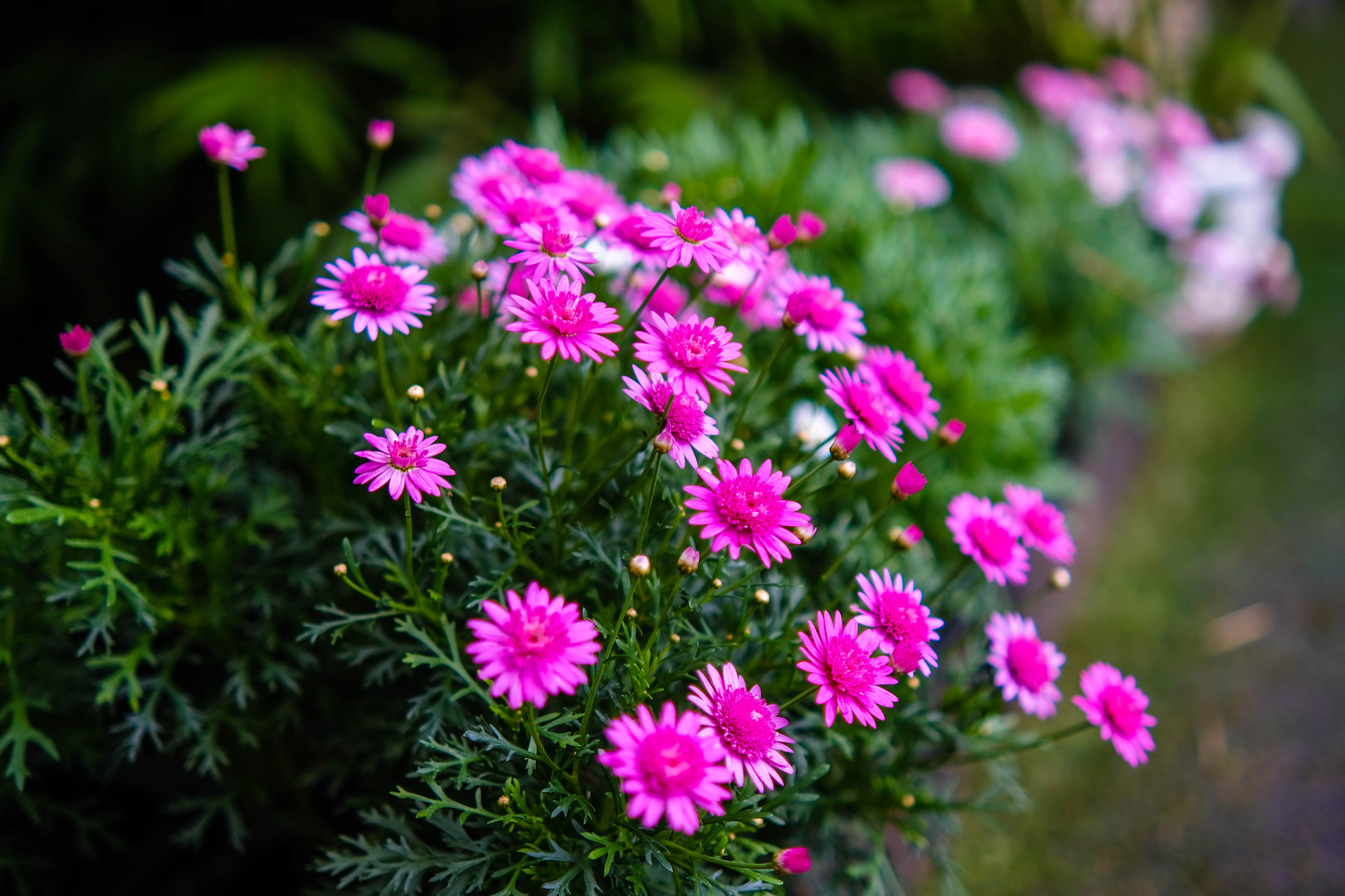 Vibrant Pink Flowers in a Lush Green Garden · Free Stock Photo