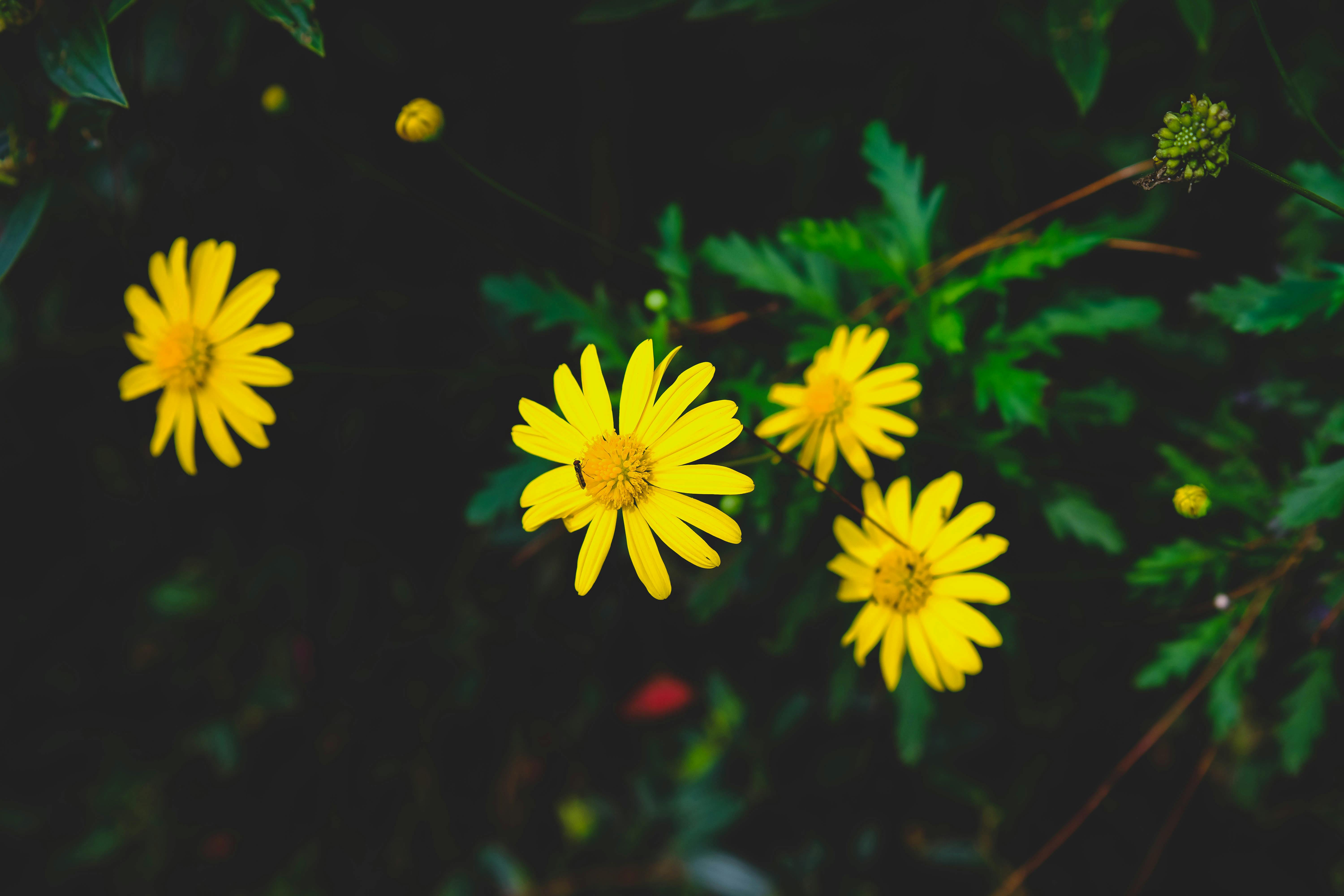 Vibrant Yellow Daisies in Đà Lạt's Lush Gardens · Free Stock Photo