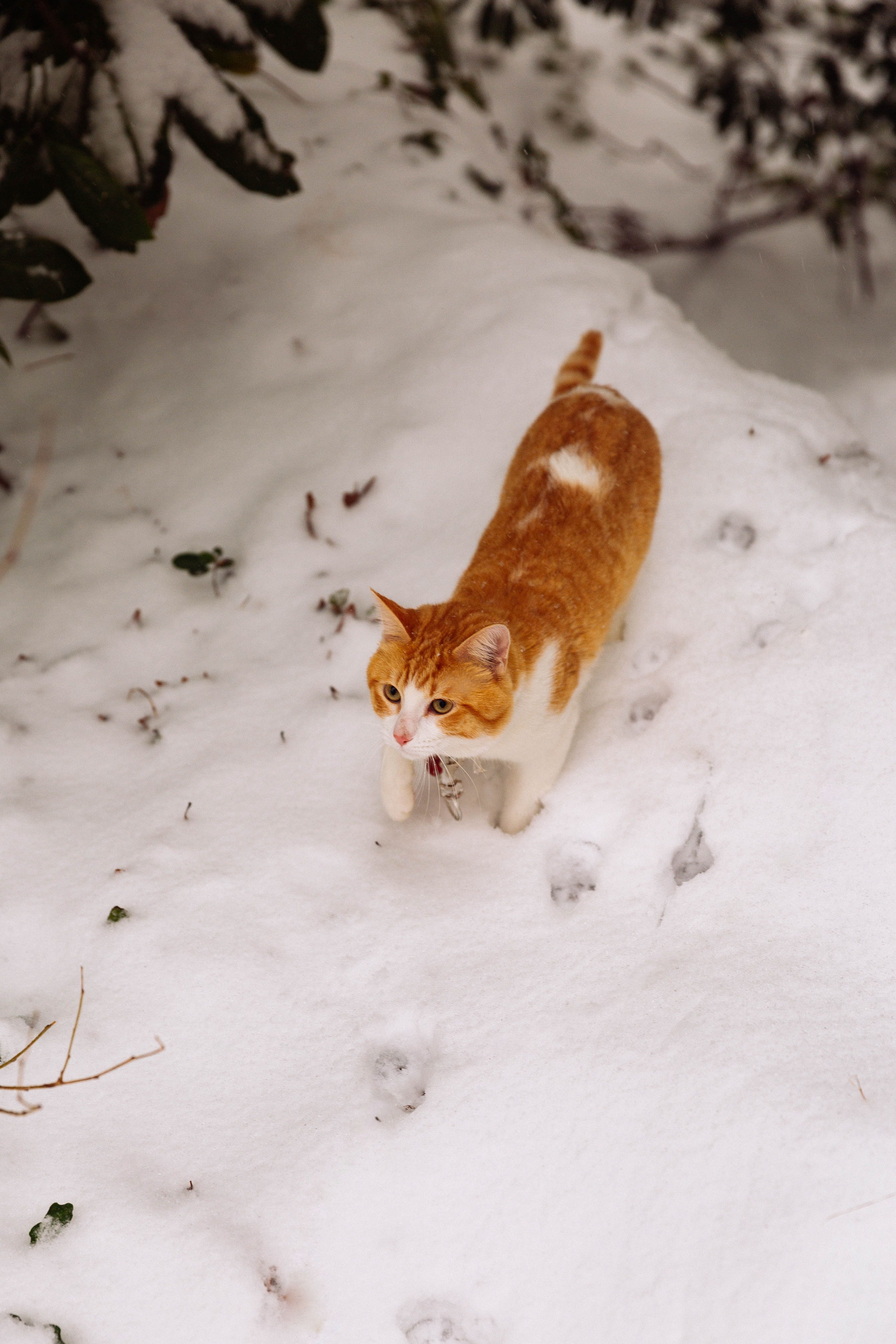Orange Tabby Cat in Snowy Landscape · Free Stock Photo
