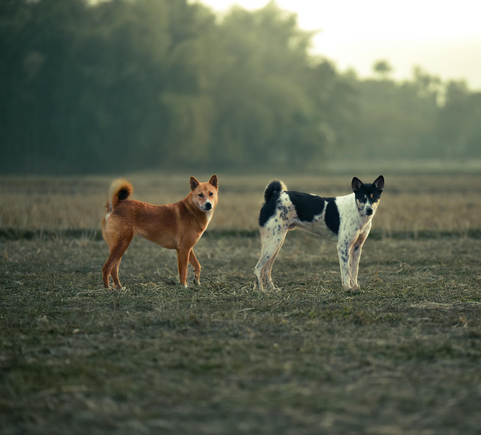 Dog Breed Photos, Download The BEST Free Dog Breed Stock Photos & HD Images