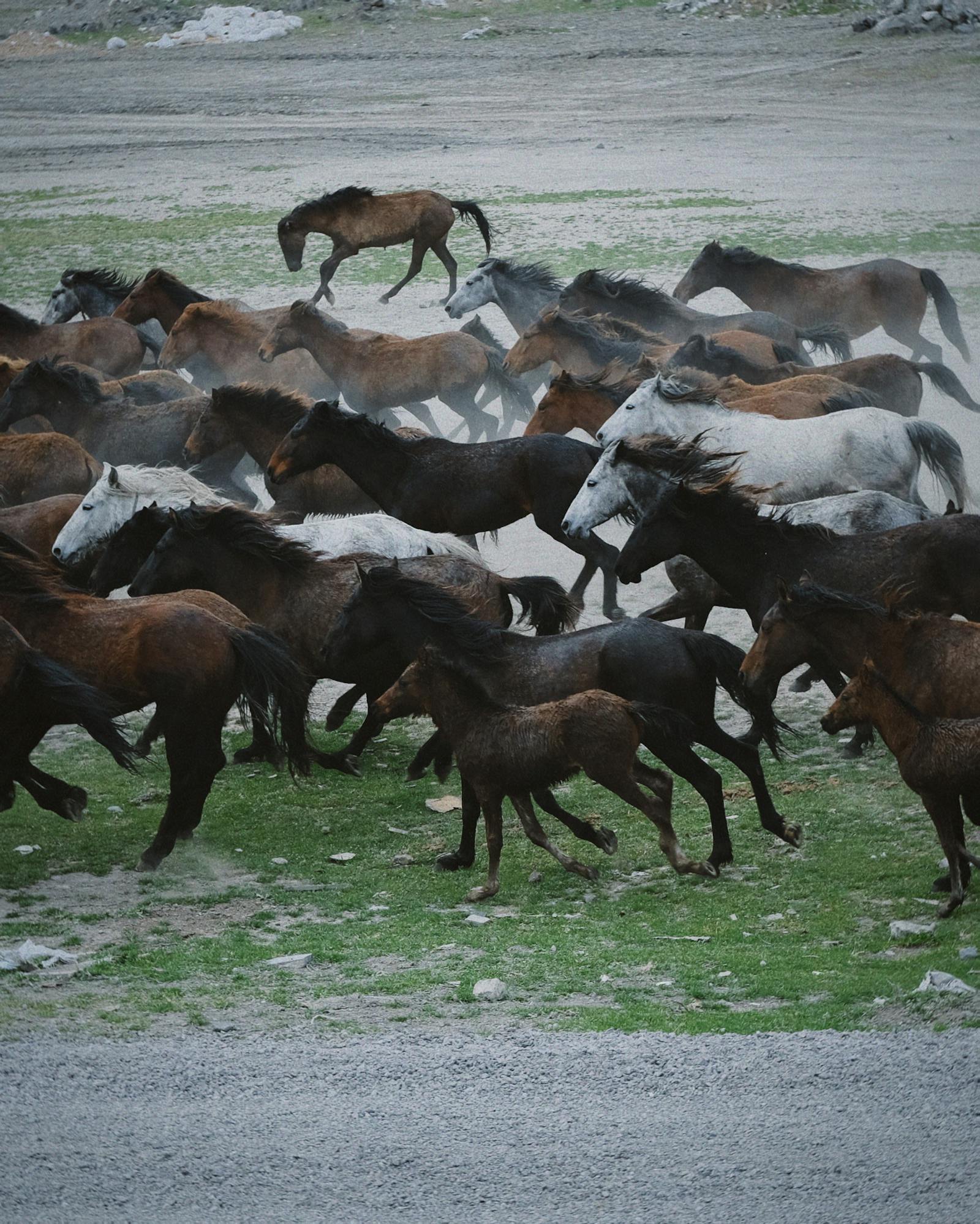 Wild Horses Photos, Download The BEST Free Wild Horses Stock Photos ...