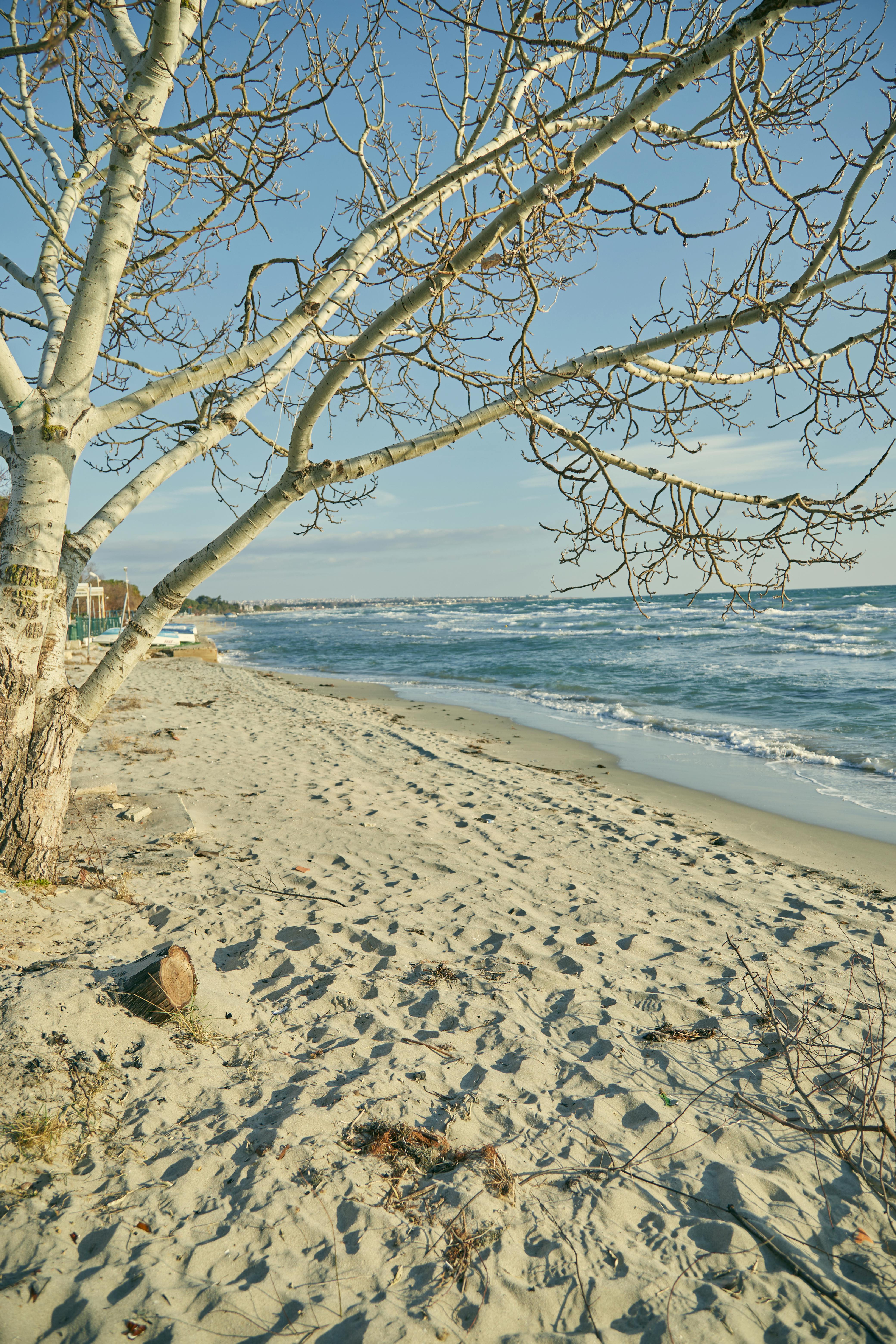 Serene Beach Scene with Leafless Tree at Sunset · Free Stock Photo