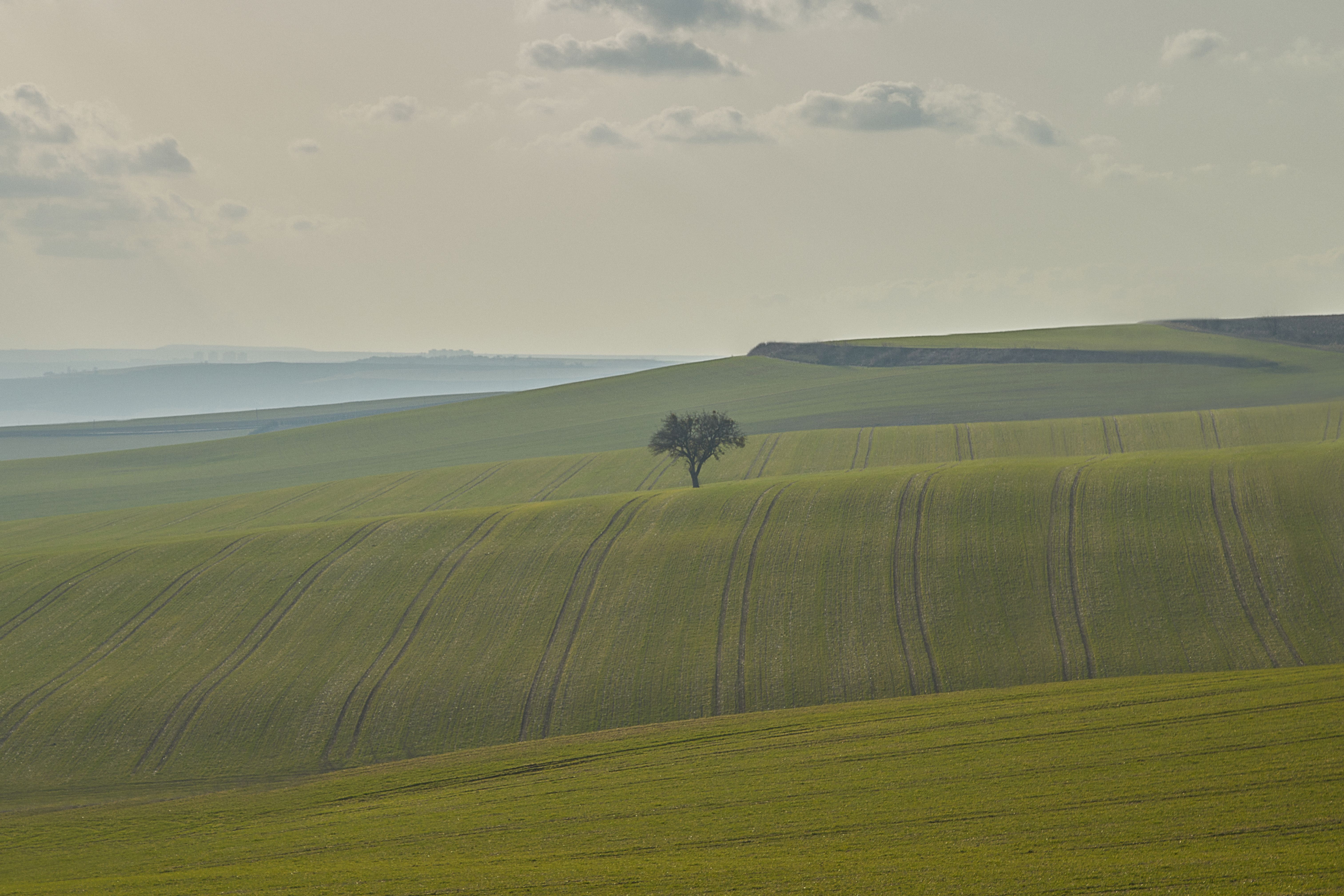 Lone tree on a rolling green landscape · Free Stock Photo