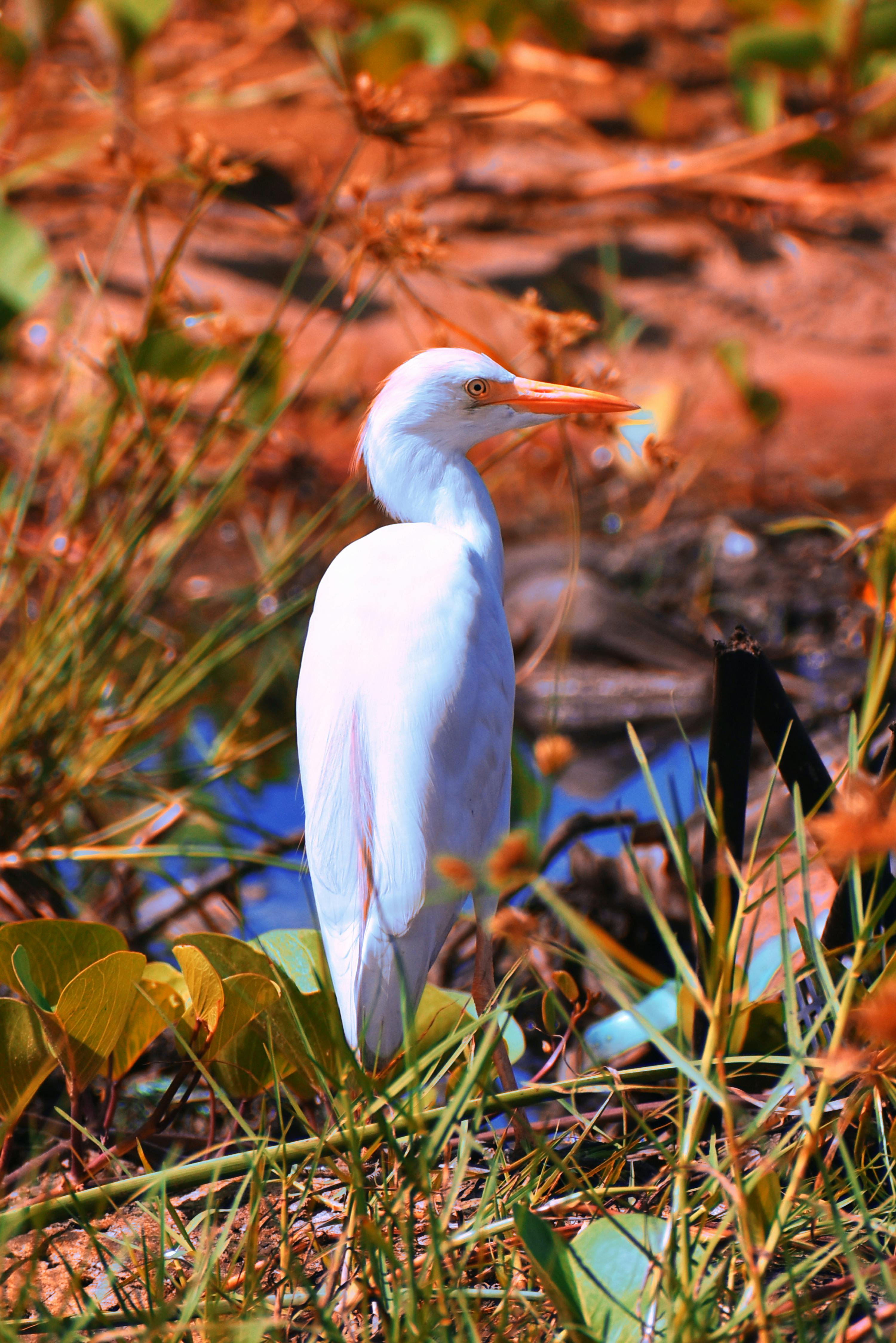 Birds Colouring Photos, Download The BEST Free Birds Colouring Stock ...