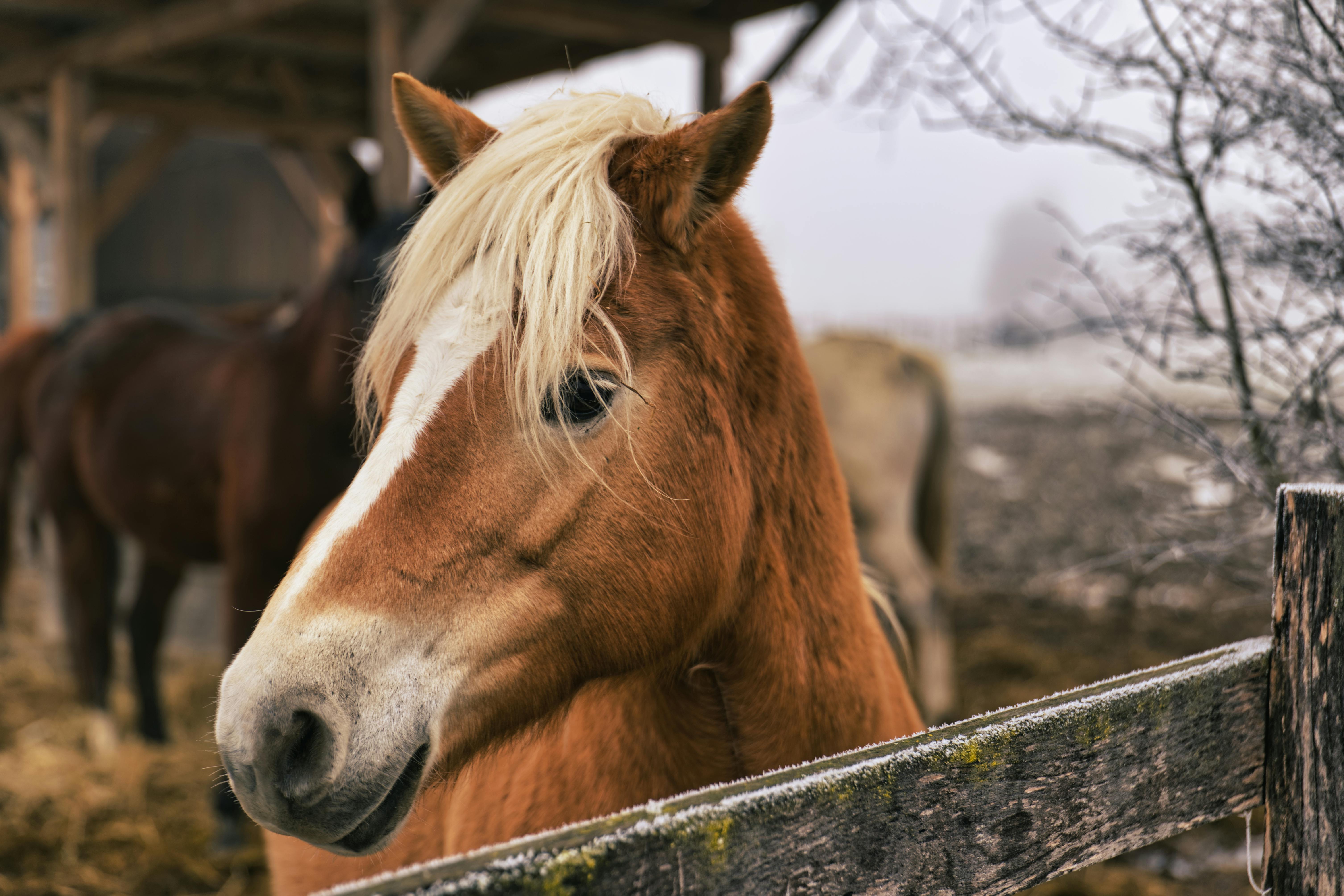 Stable Photography Photos, Download The BEST Free Stable Photography ...