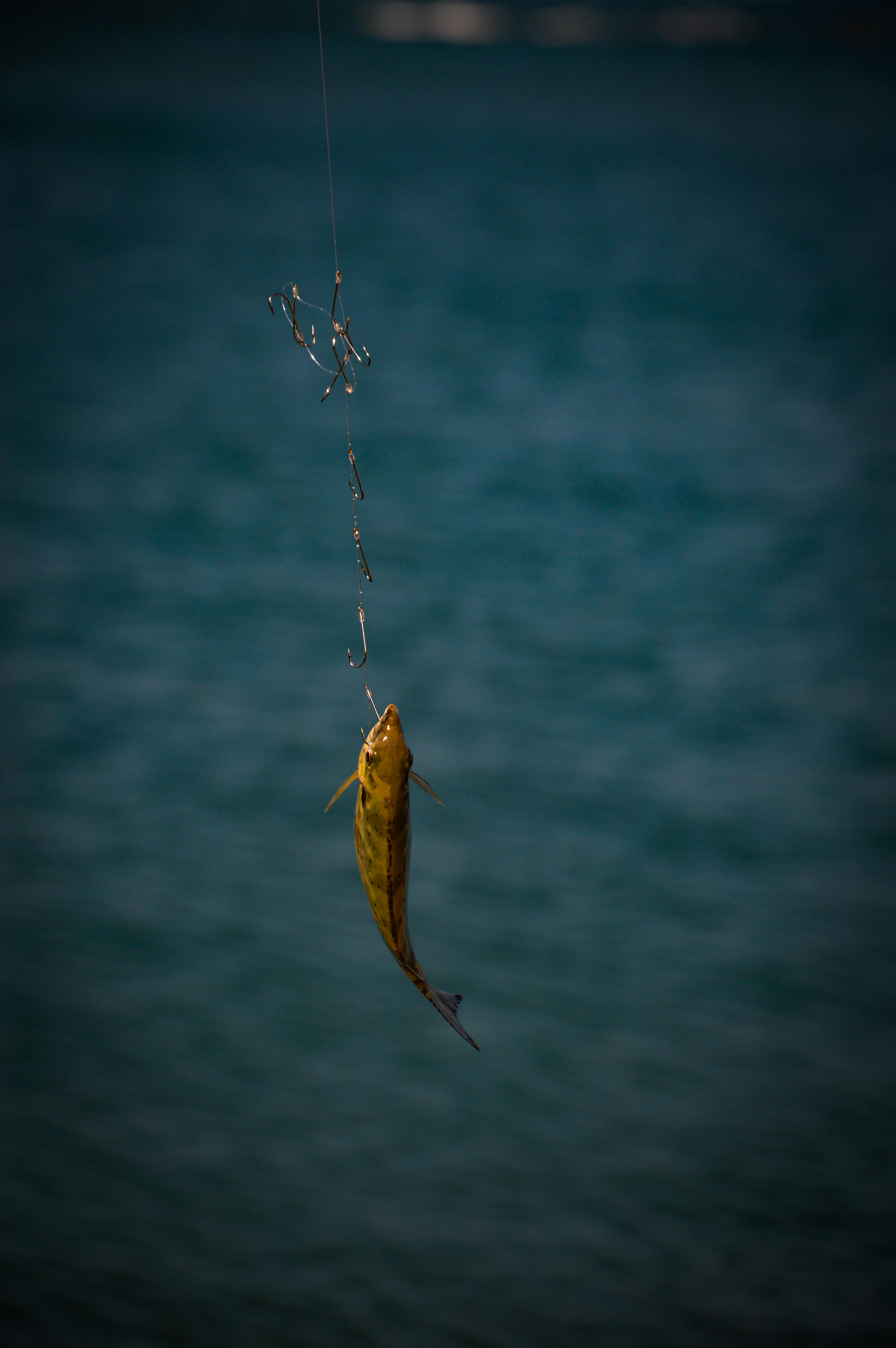 Captured Fish Hanging on a Hook with Blue Sea · Free Stock Photo