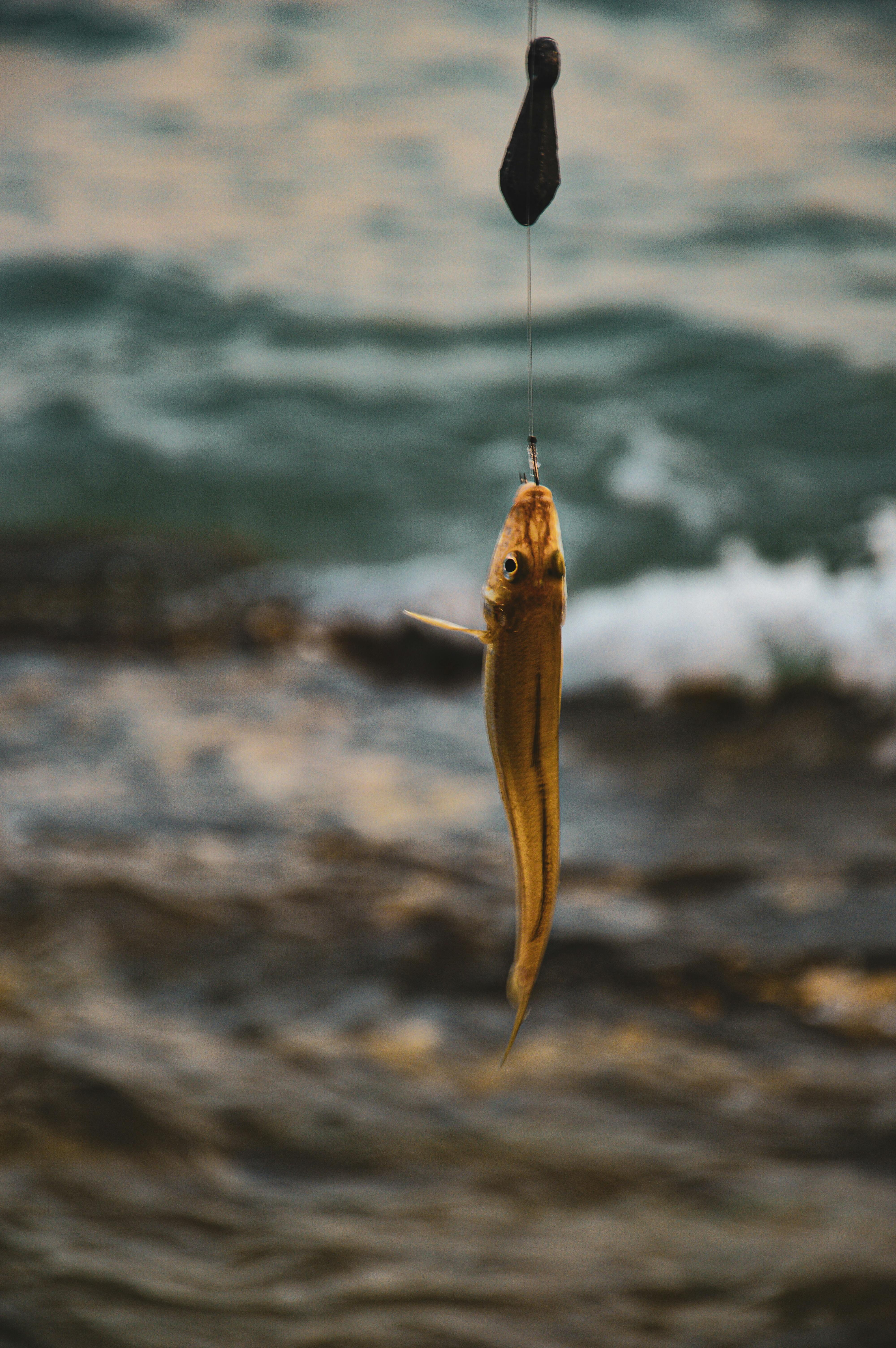 Ocean Catch Photos, Download The BEST Free Ocean Catch Stock Photos ...