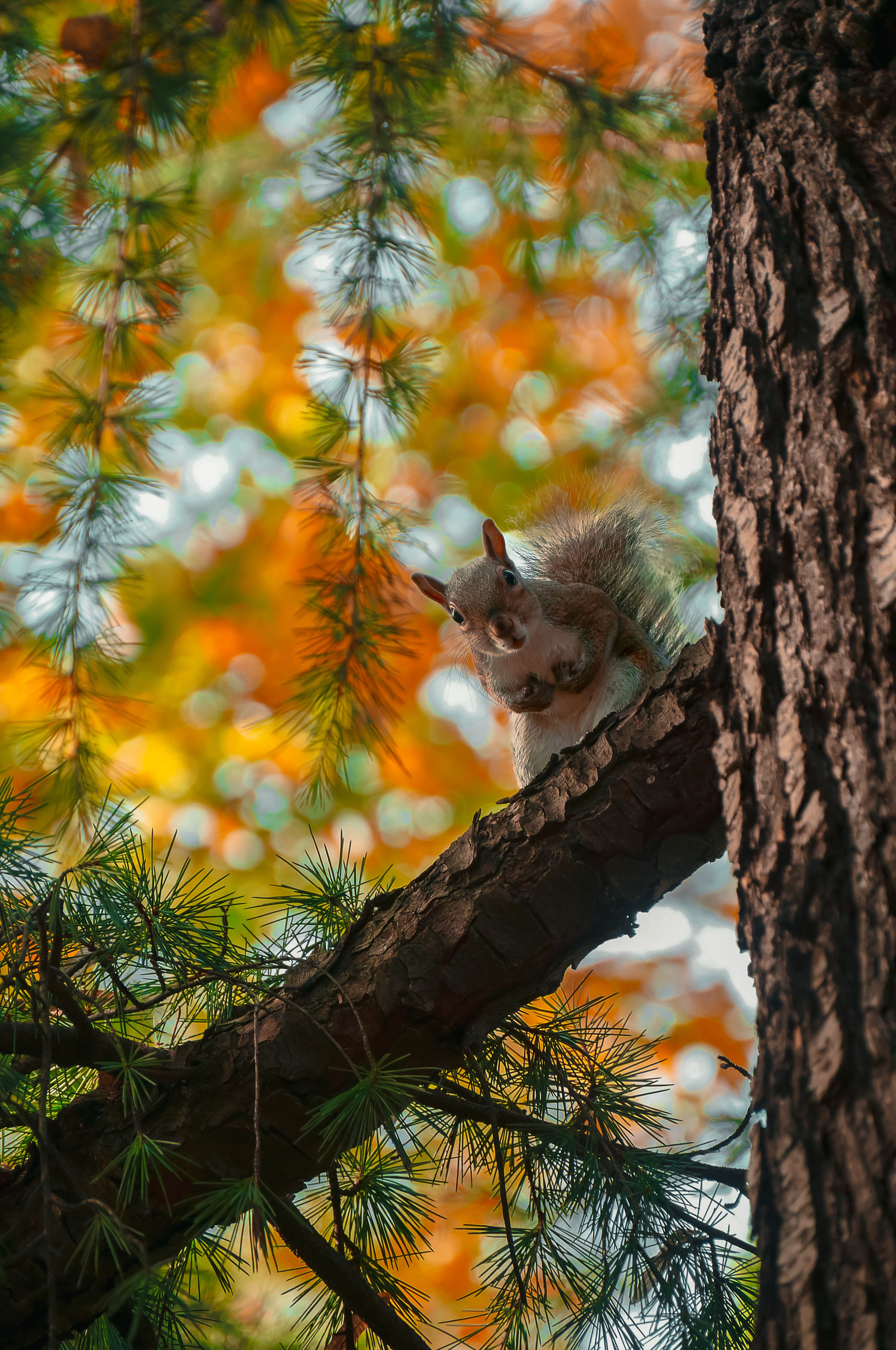 Squirrel on a Tree in Autumn Forest · Free Stock Photo