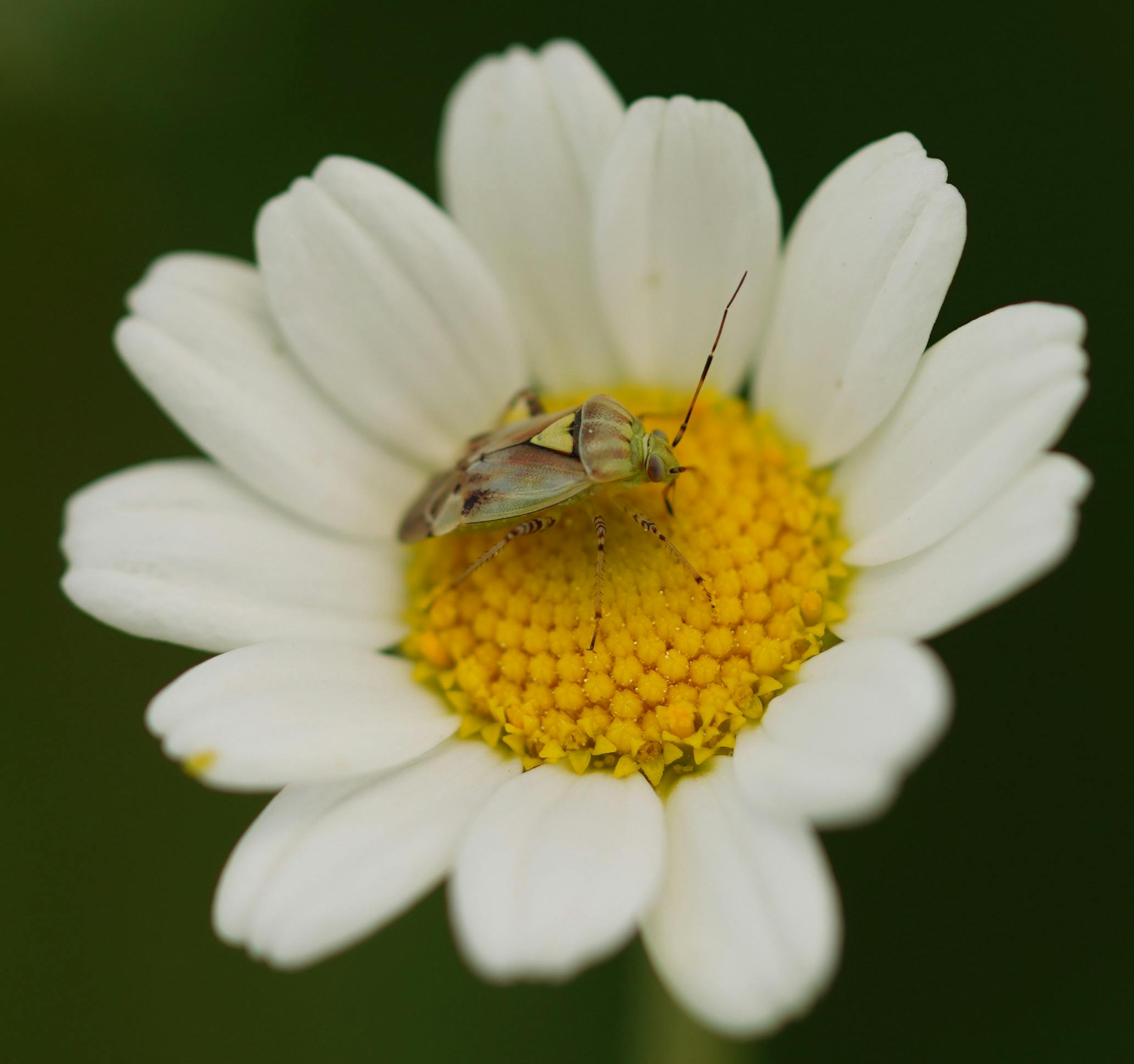 Close-up of Bug on White Daisy Flower · Free Stock Photo