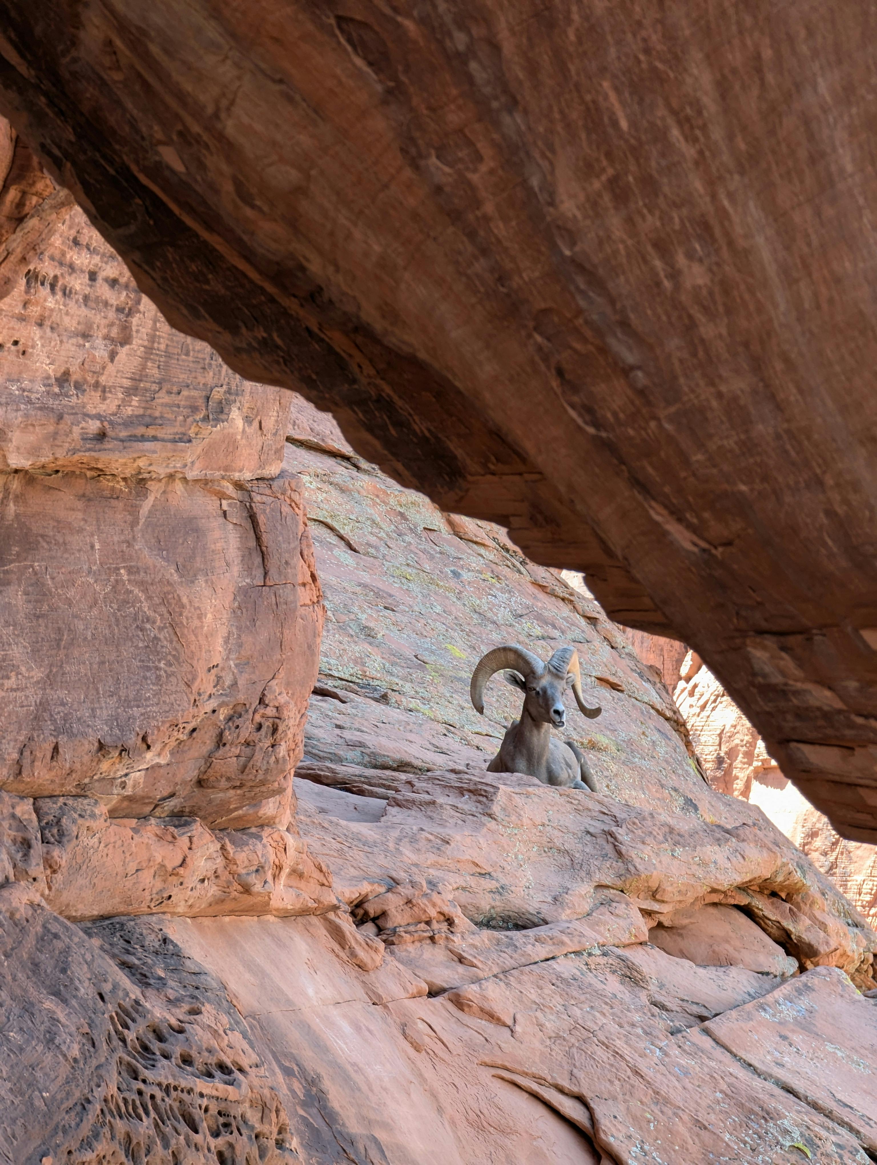 Desert Bighorn Sheep on Rocky Cliff · Free Stock Photo