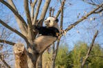 Giant Panda Photos, Download The BEST Free Giant Panda Stock Photos ...