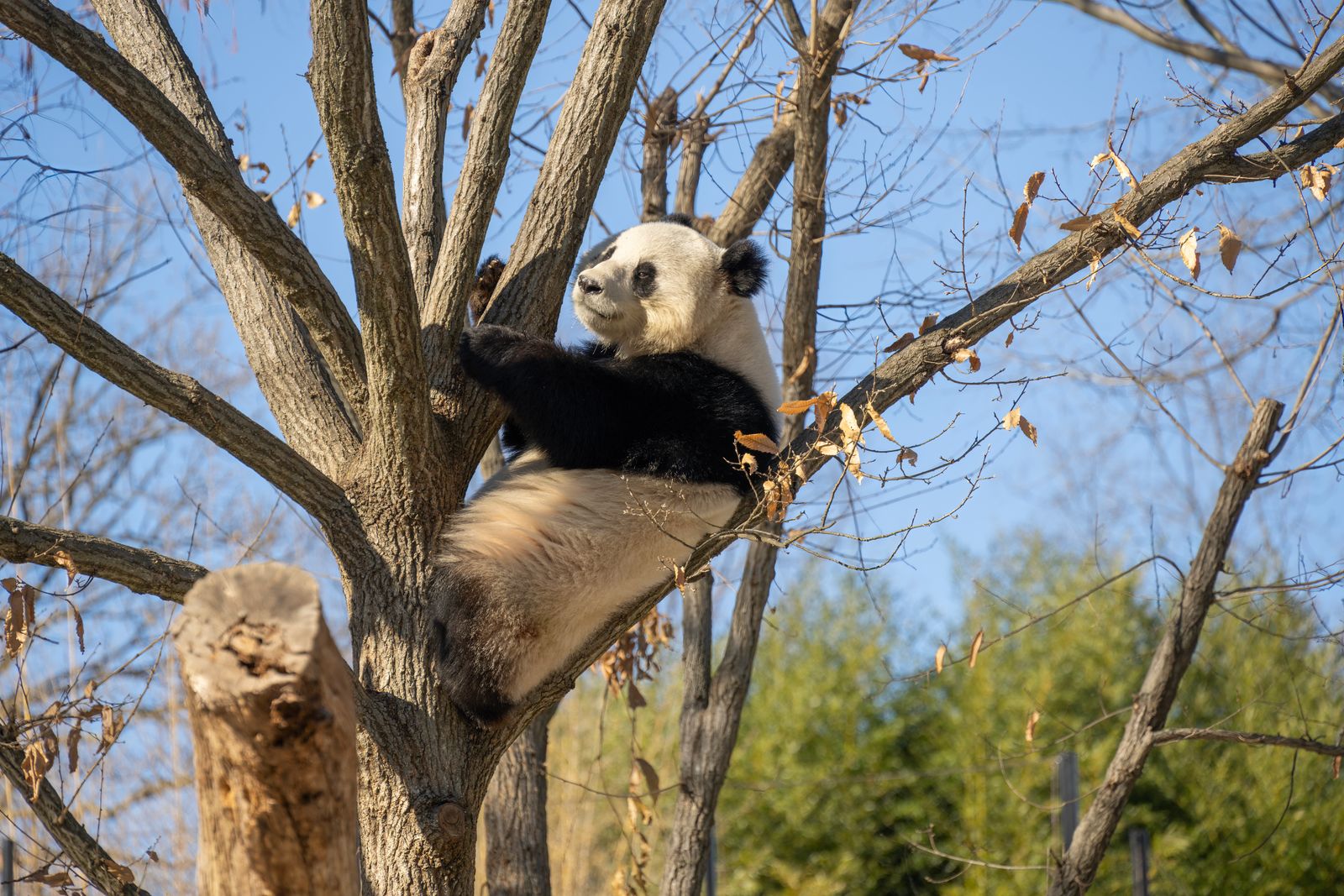 Giant Panda Photos, Download The BEST Free Giant Panda Stock Photos ...
