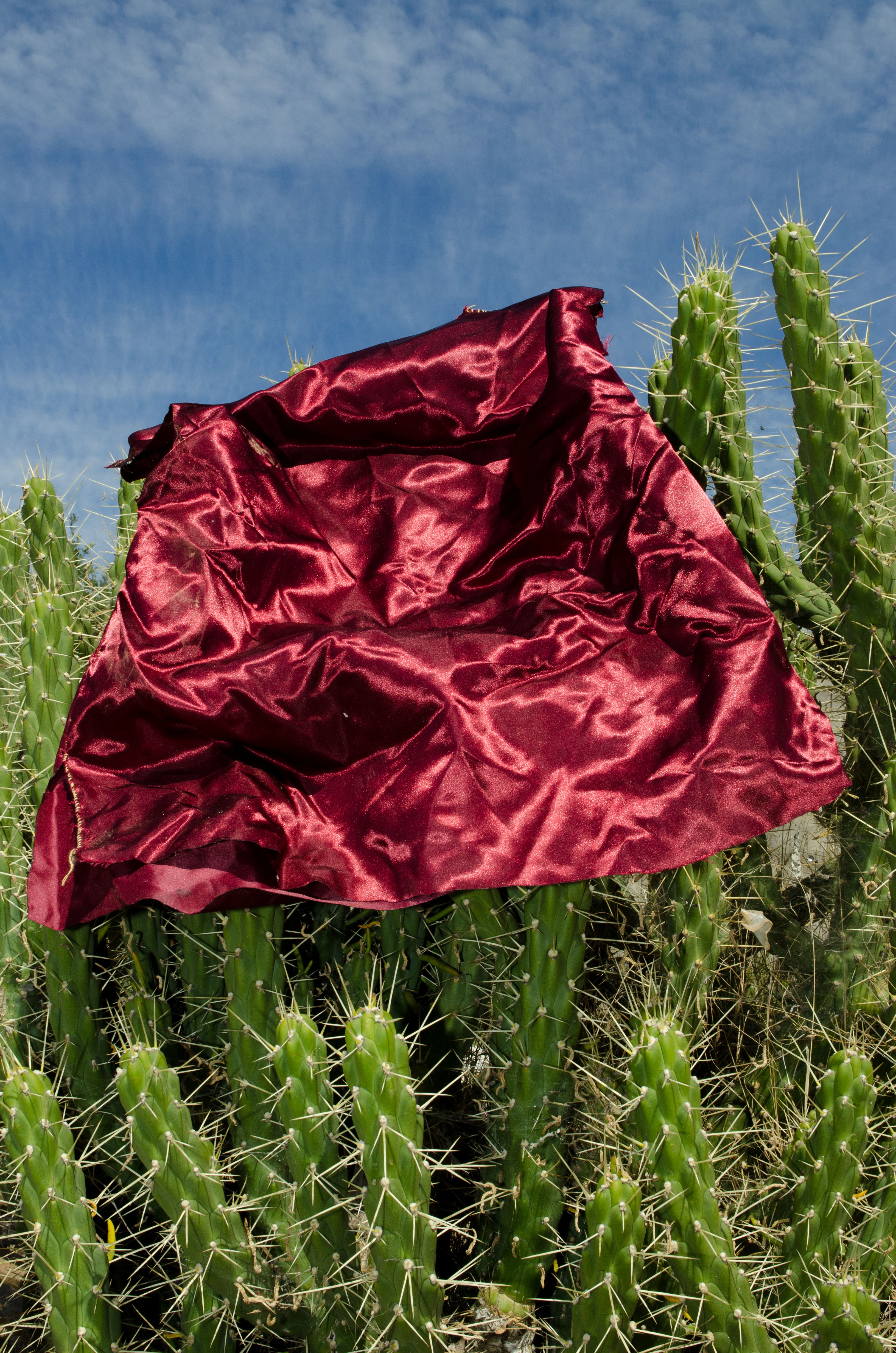 Vibrant Red Cloth Draped Over Desert Cactus · Free Stock Photo