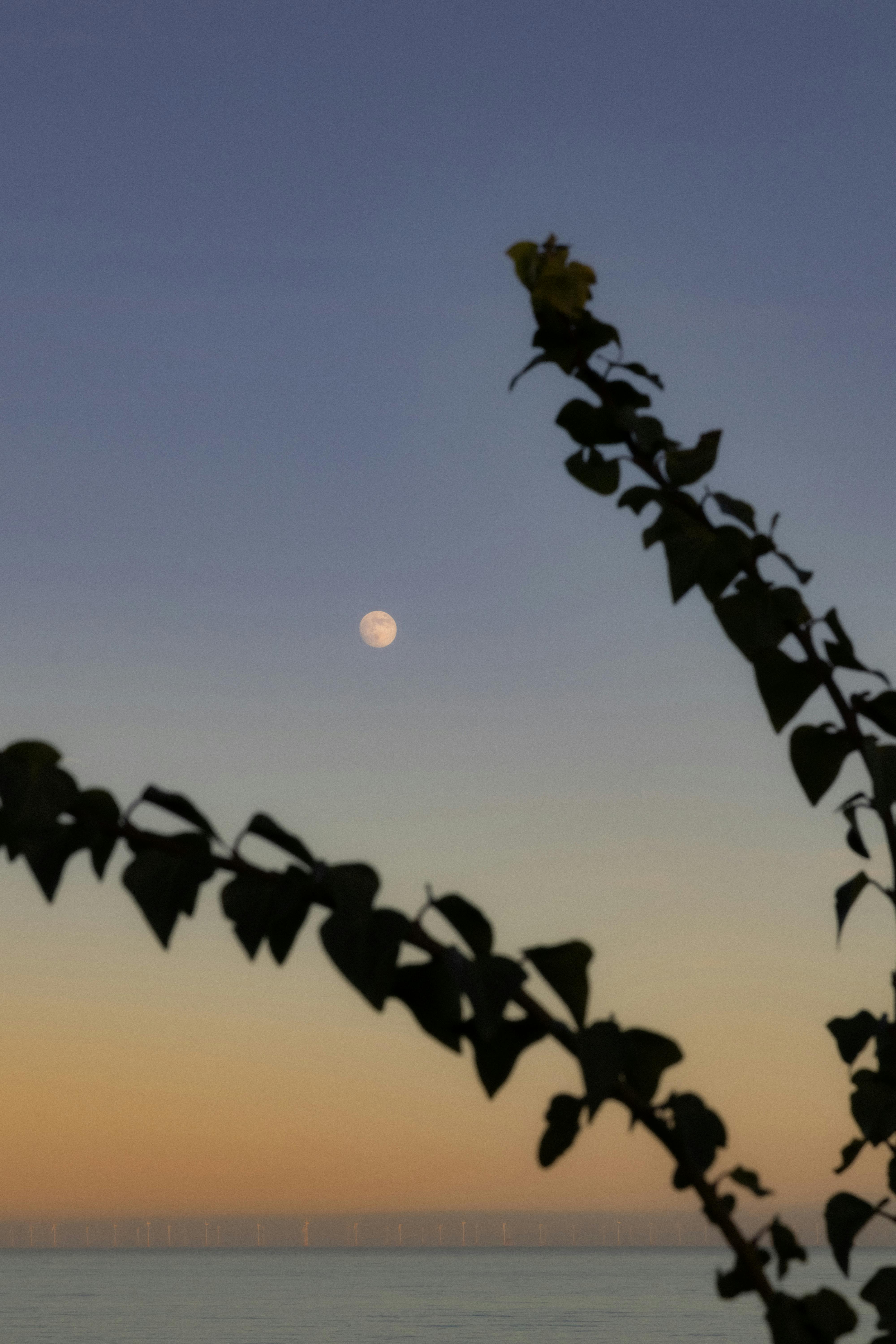 Moonlit Seascape with Vine Silhouette in Broadstairs · Free Stock Photo